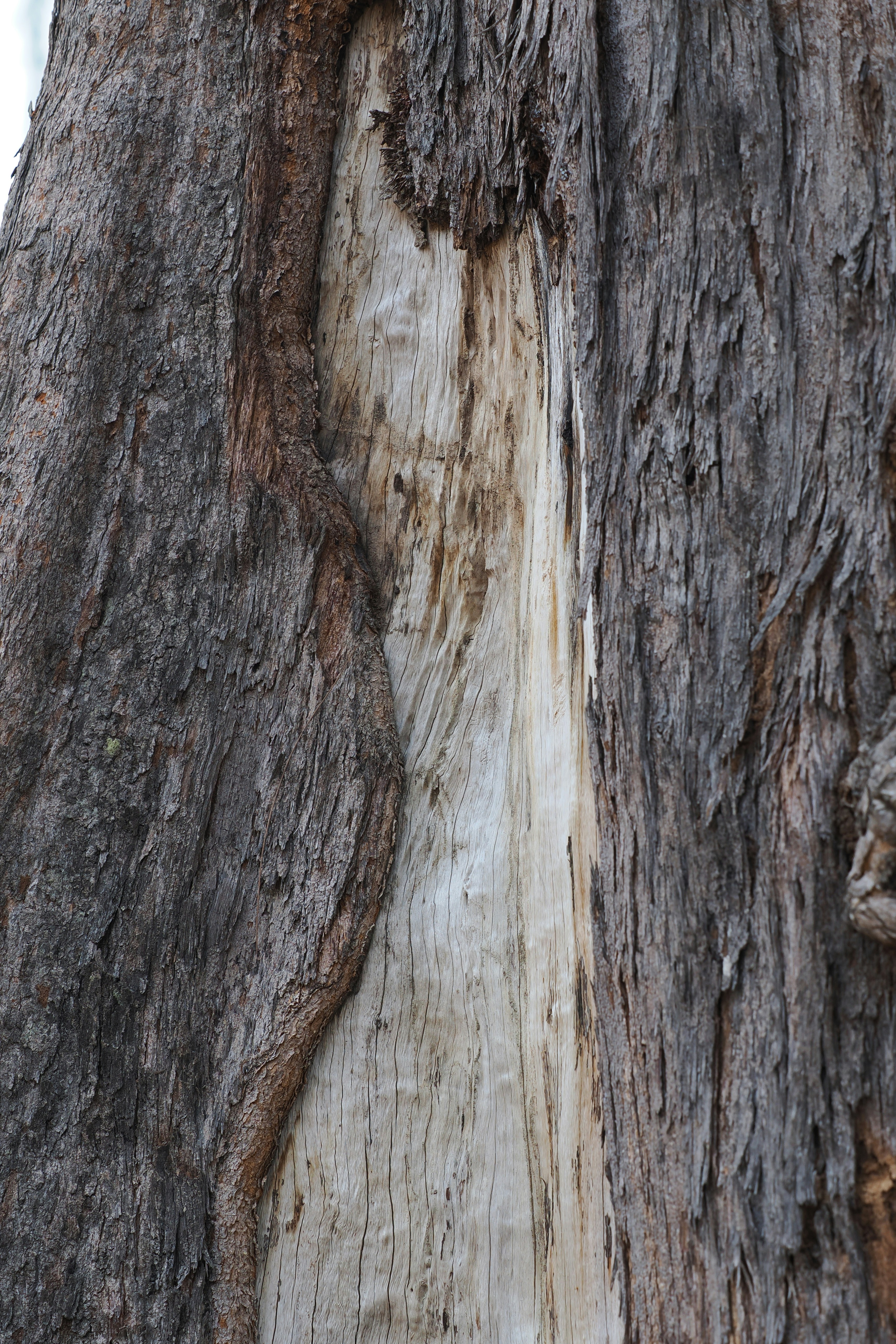 Close-up of a weathered tree trunk showing dark, rugged bark with a lighter, exposed inner wood feature running vertically. A minimalist, natural texture study.