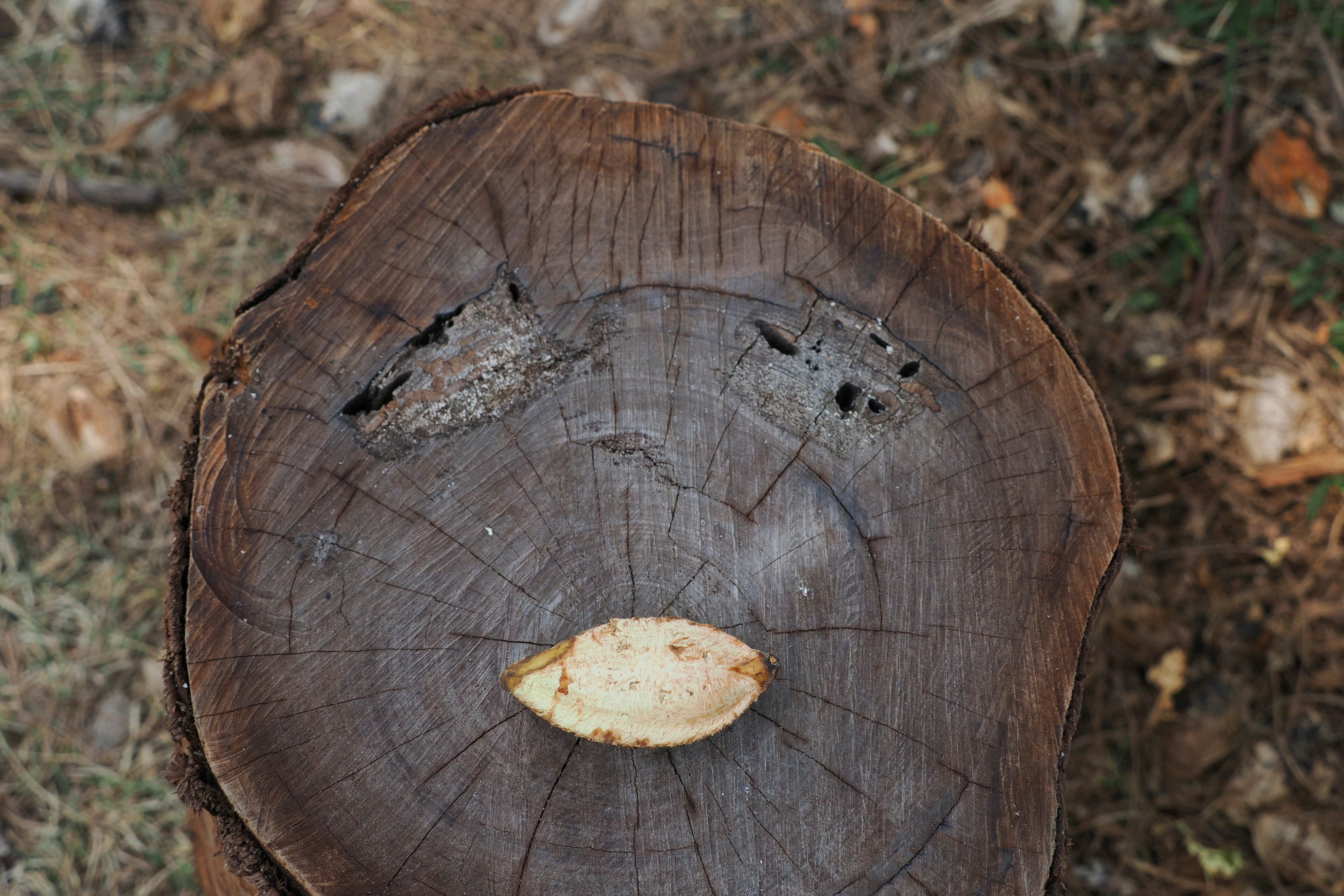 Cross-section of a tree stump with a lighter, oval sap impurity near the center showing growth rings and slight bark debris around the edges.