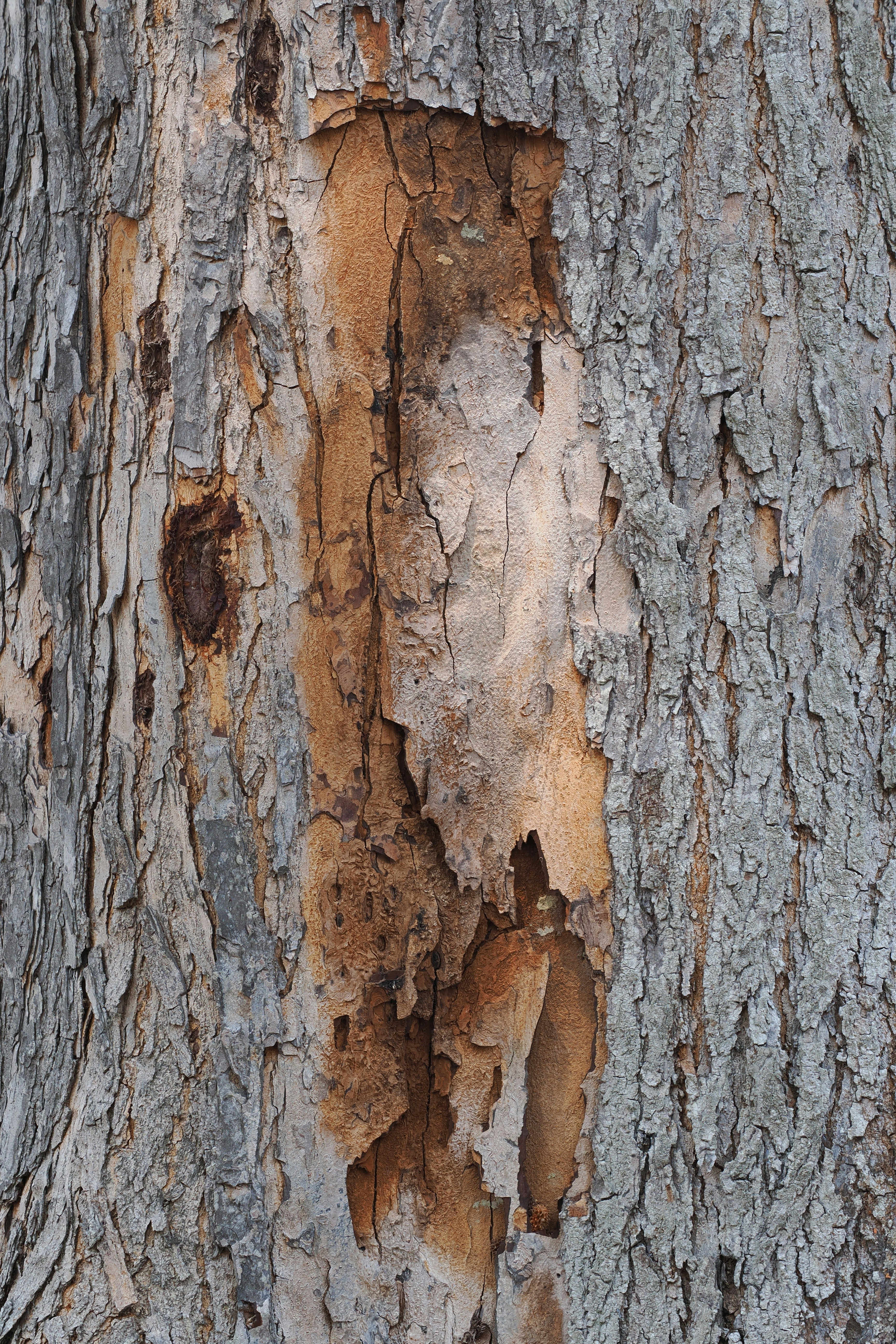 Peeling Bark Portrait: Earth-Toned Ridges on a Trunk