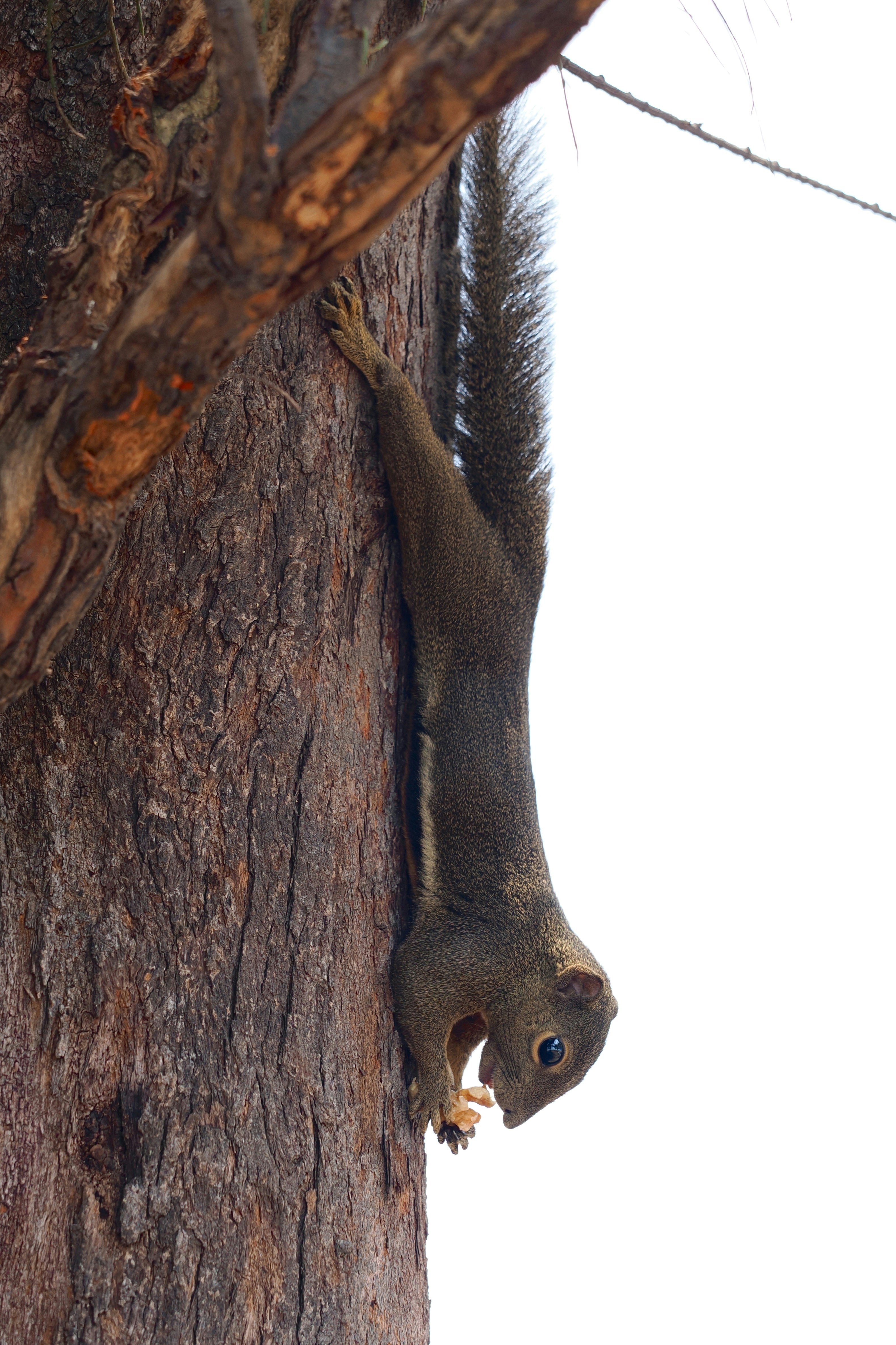 Squirrel clings to the side of a rough tree trunk with a white background, highlighting its textured fur and tiny gripping claws.