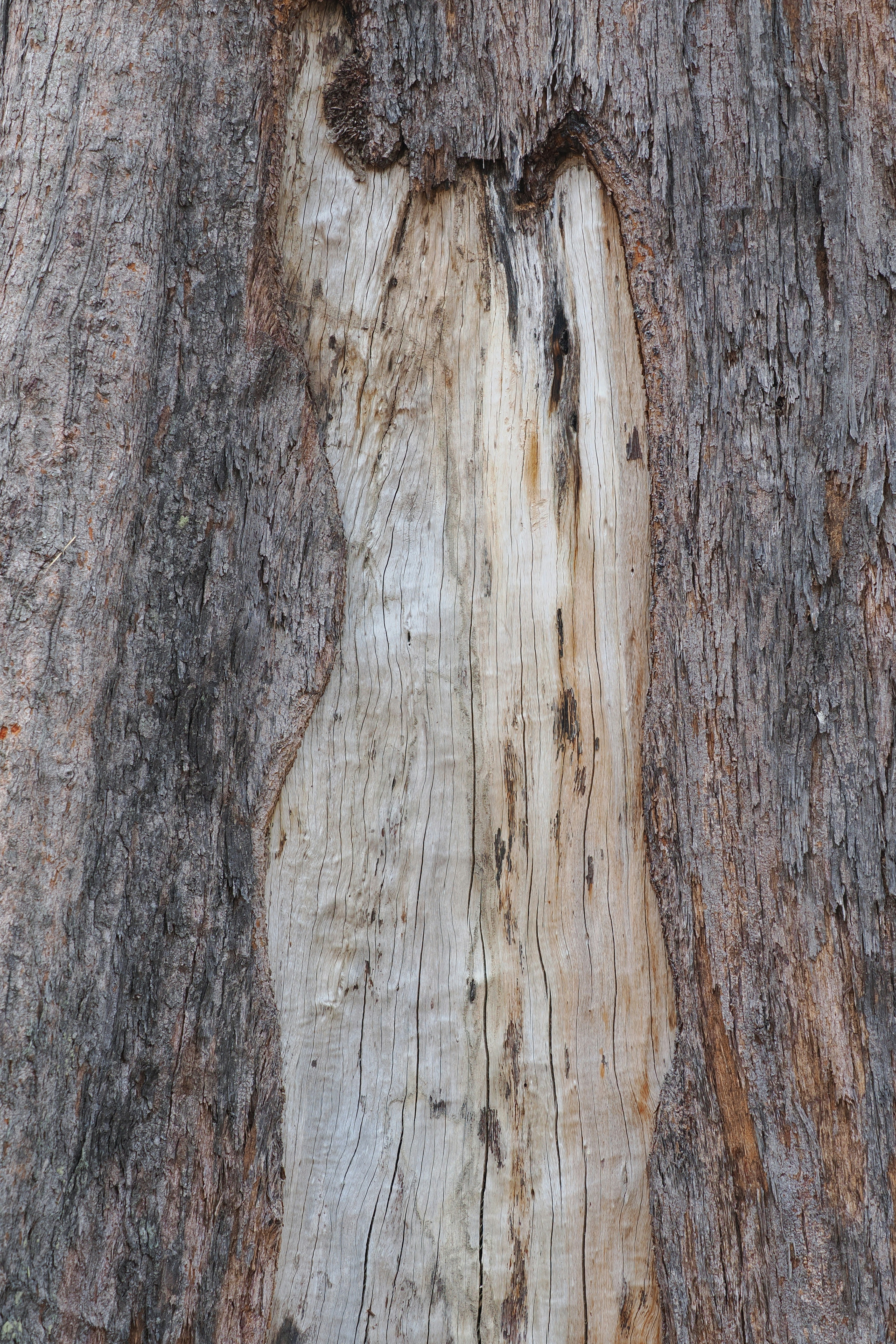 Striated tree trunk with a pale, central scar running vertically, surrounded by rough bark texture. The image emphasizes the exposed inner wood and weathering patterns.