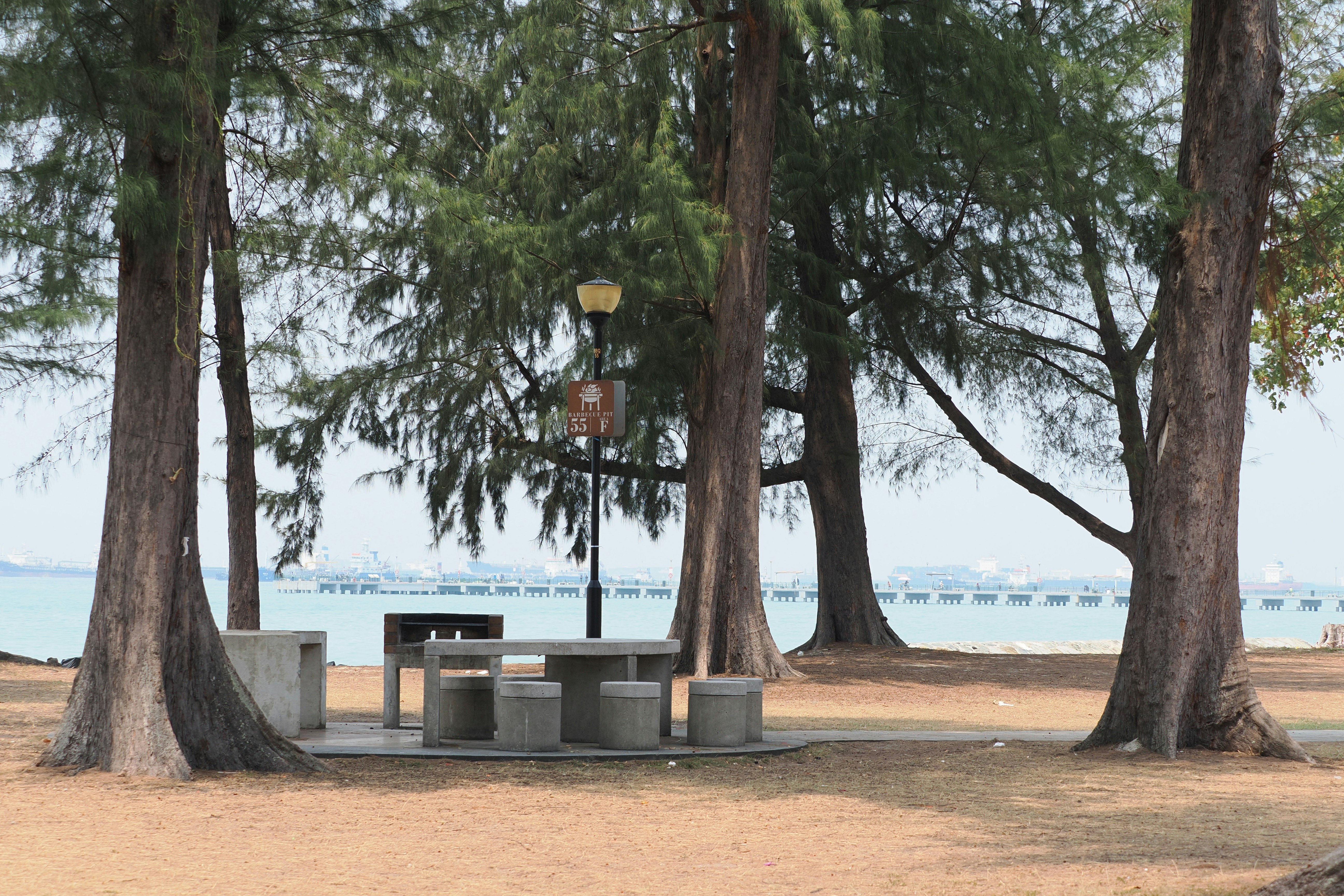 Quiet Seaside Park Makeshift Shelter Amid Tall Pines