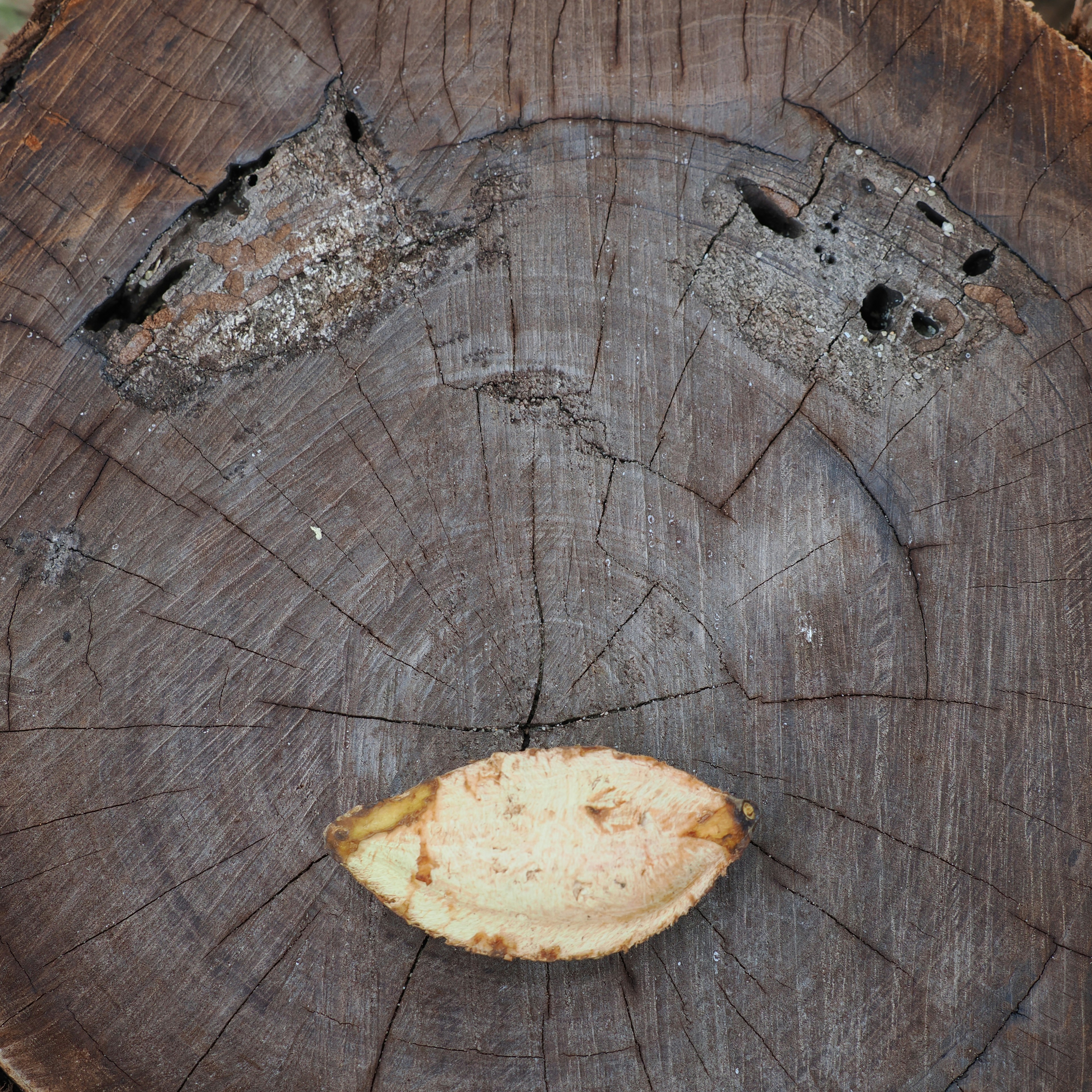A close-up of a small light nut resting near the center of a weathered wooden surface, highlighting the texture and concentric rings of the tree stump as a natural backdrop.