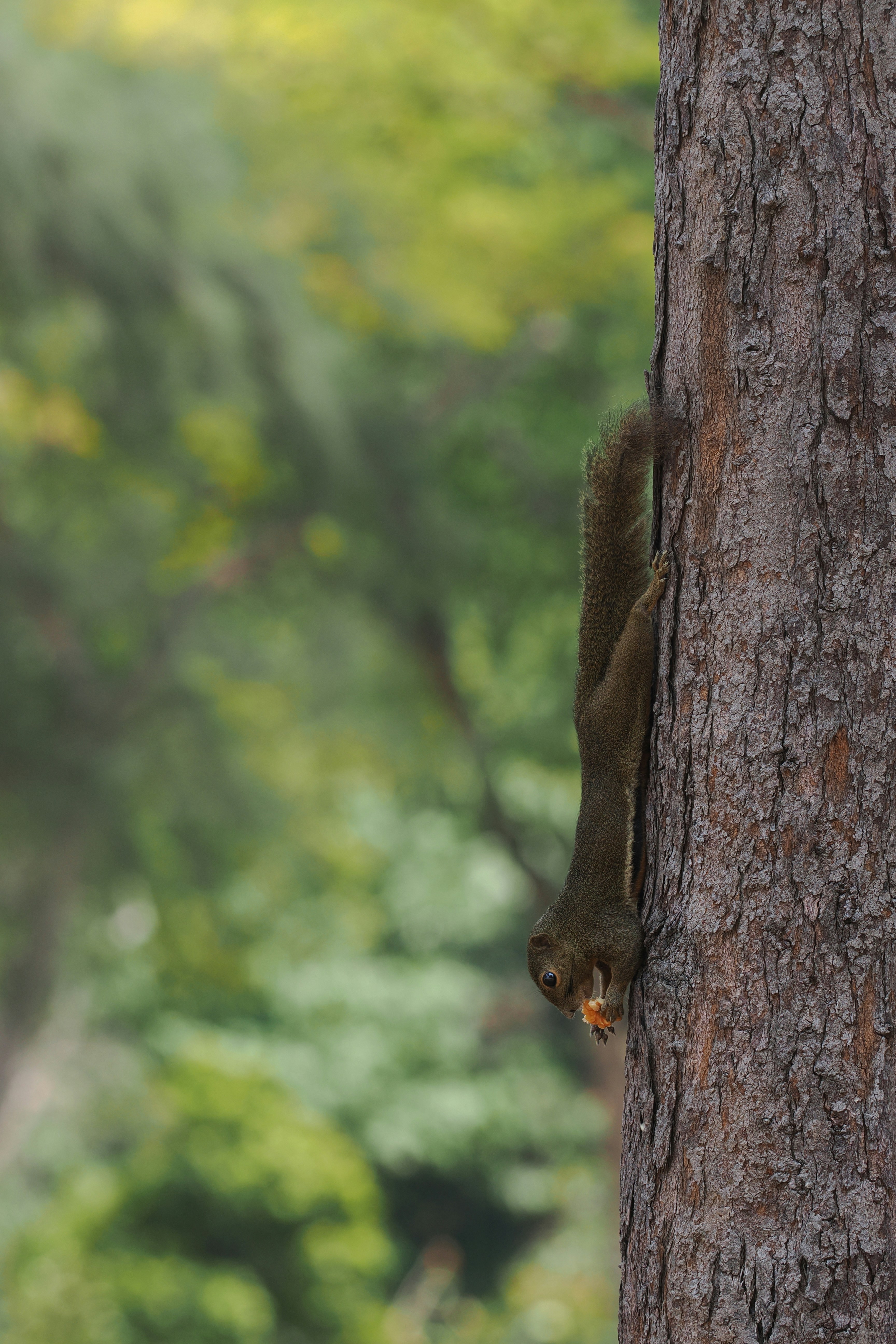 A squirrel clings to the side of a tree trunk, orange nut in mouth, against a softly blurred green forest background. The scene emphasizes the creature’s cling to bark and its snack amid nature.