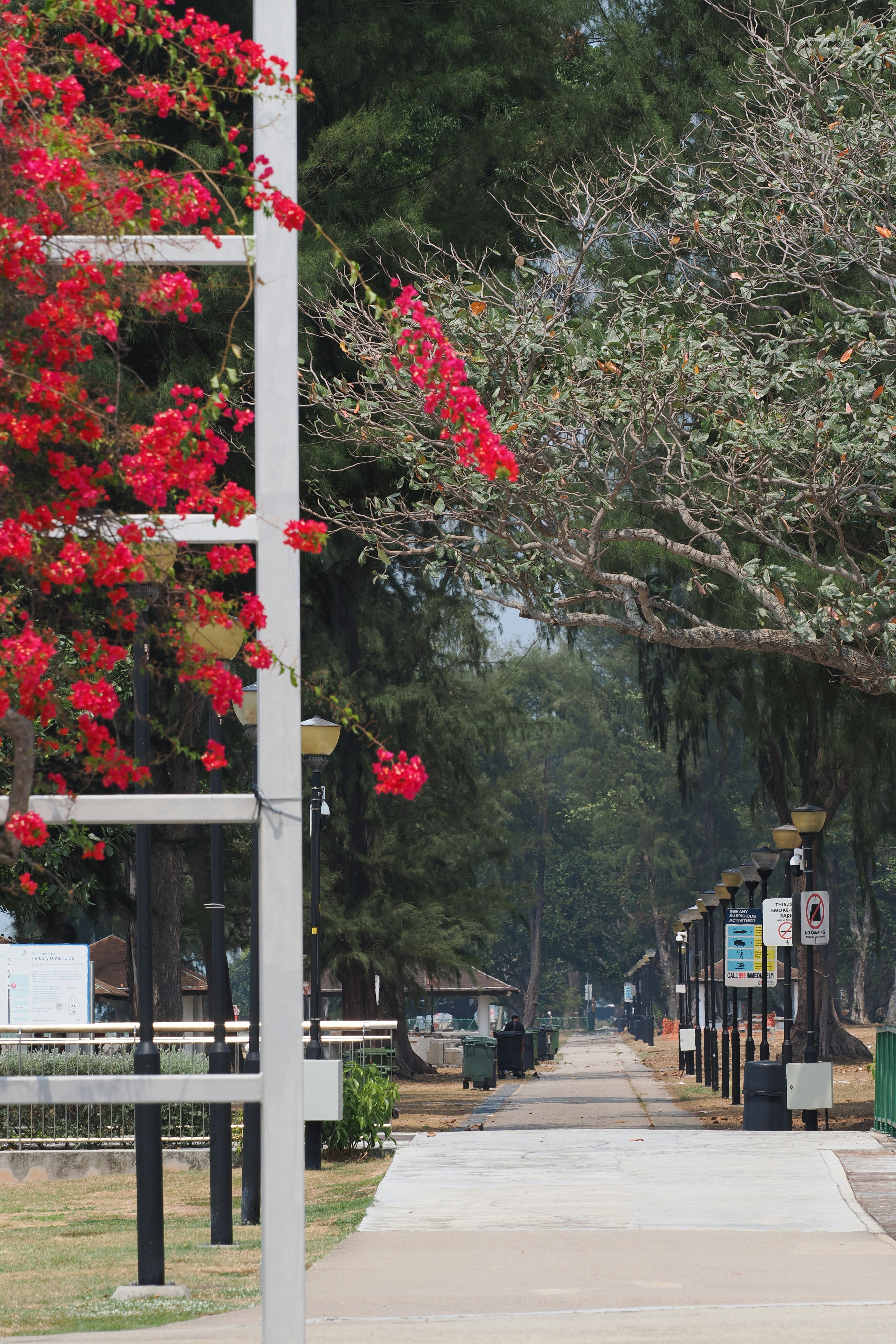 Tree-lined pathway with flowering vines on the left and a tranquil walkway stretching into the distance.