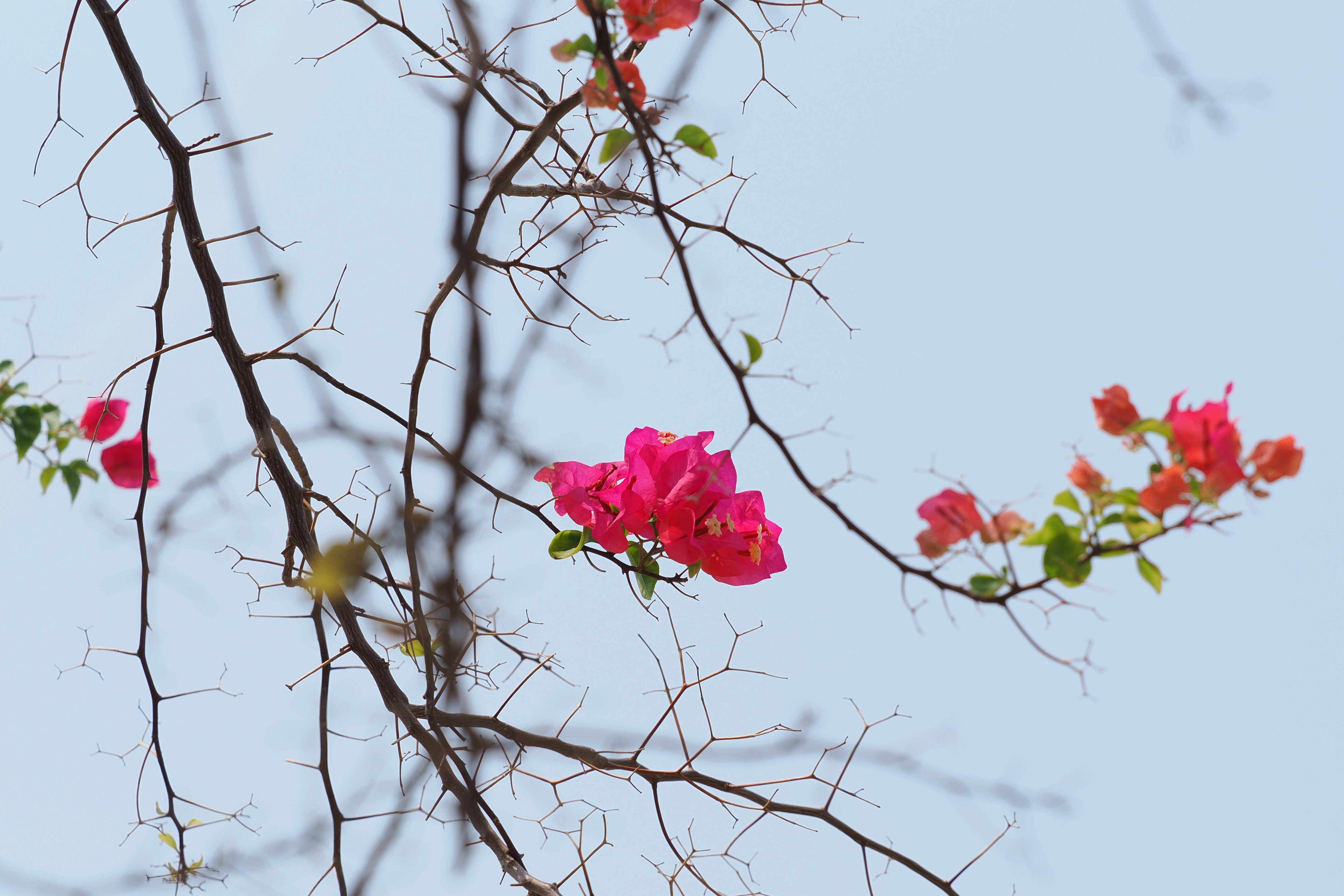 Crimson Bouquets in the Clear Sky