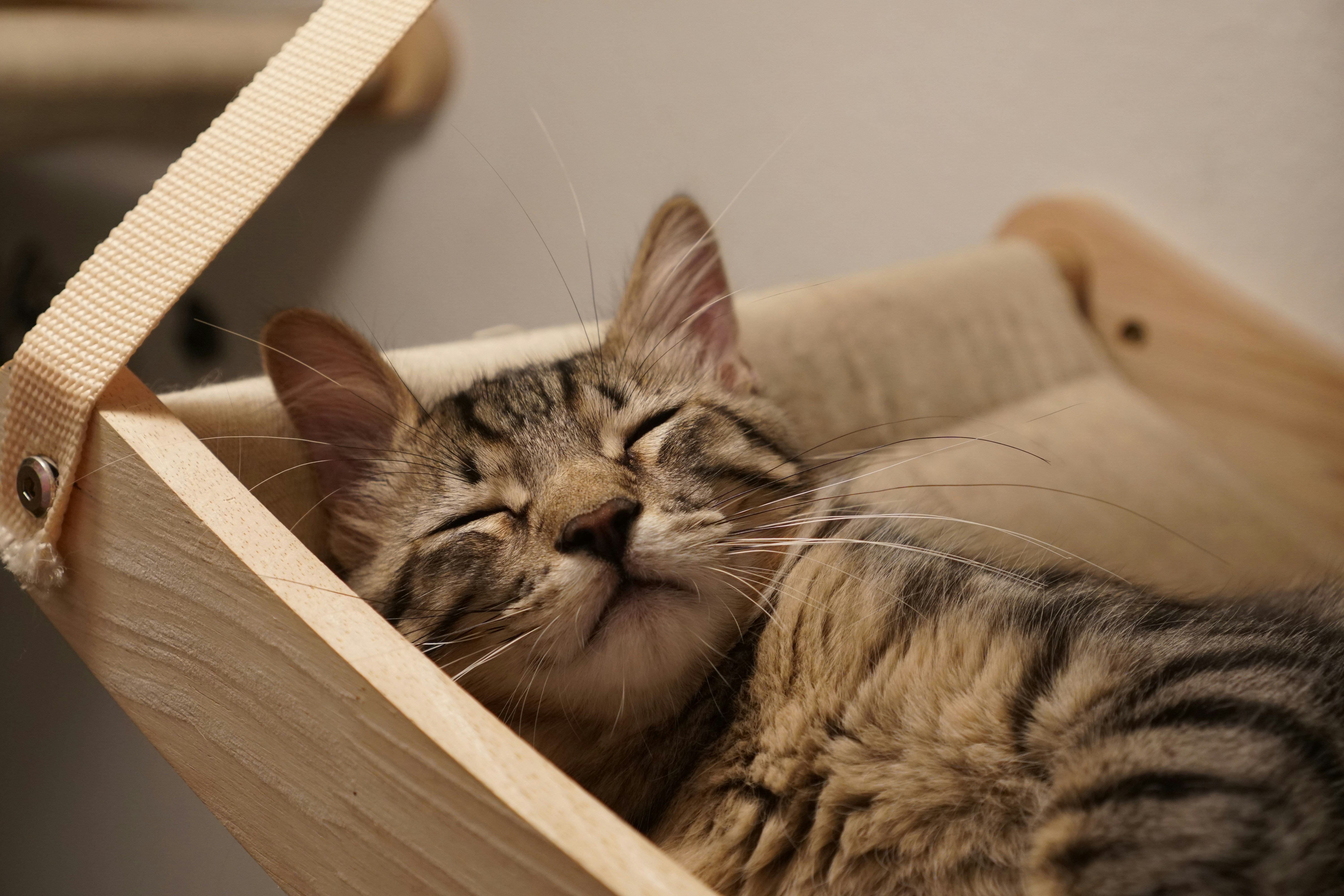 Cozy tabby cat resting in a curved wooden hammock, soft lighting emphasizing relaxed facial features and whiskers.