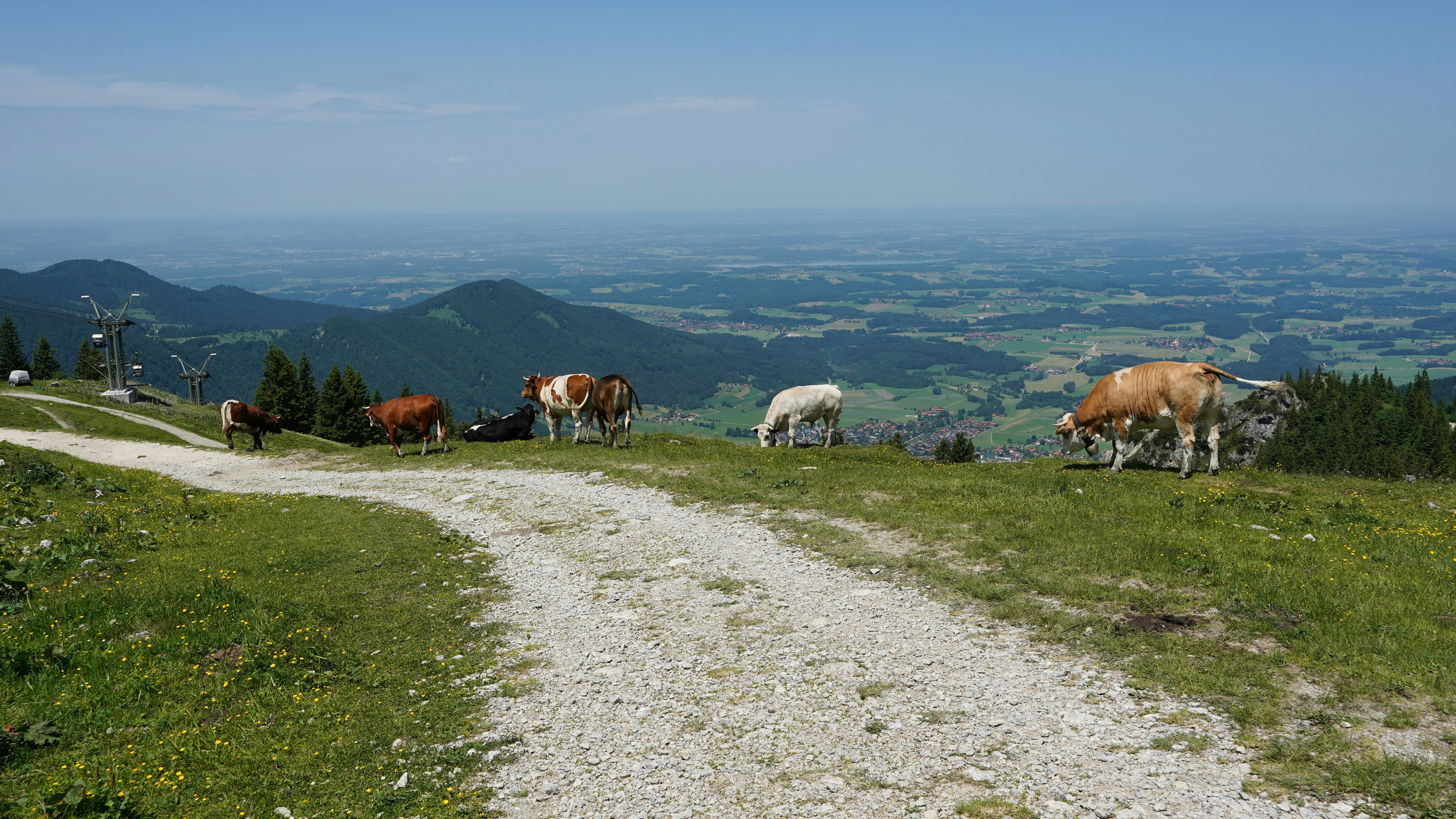 Pasture Parade on a Hill: Cattle and Farmland Unfolding to the Valley