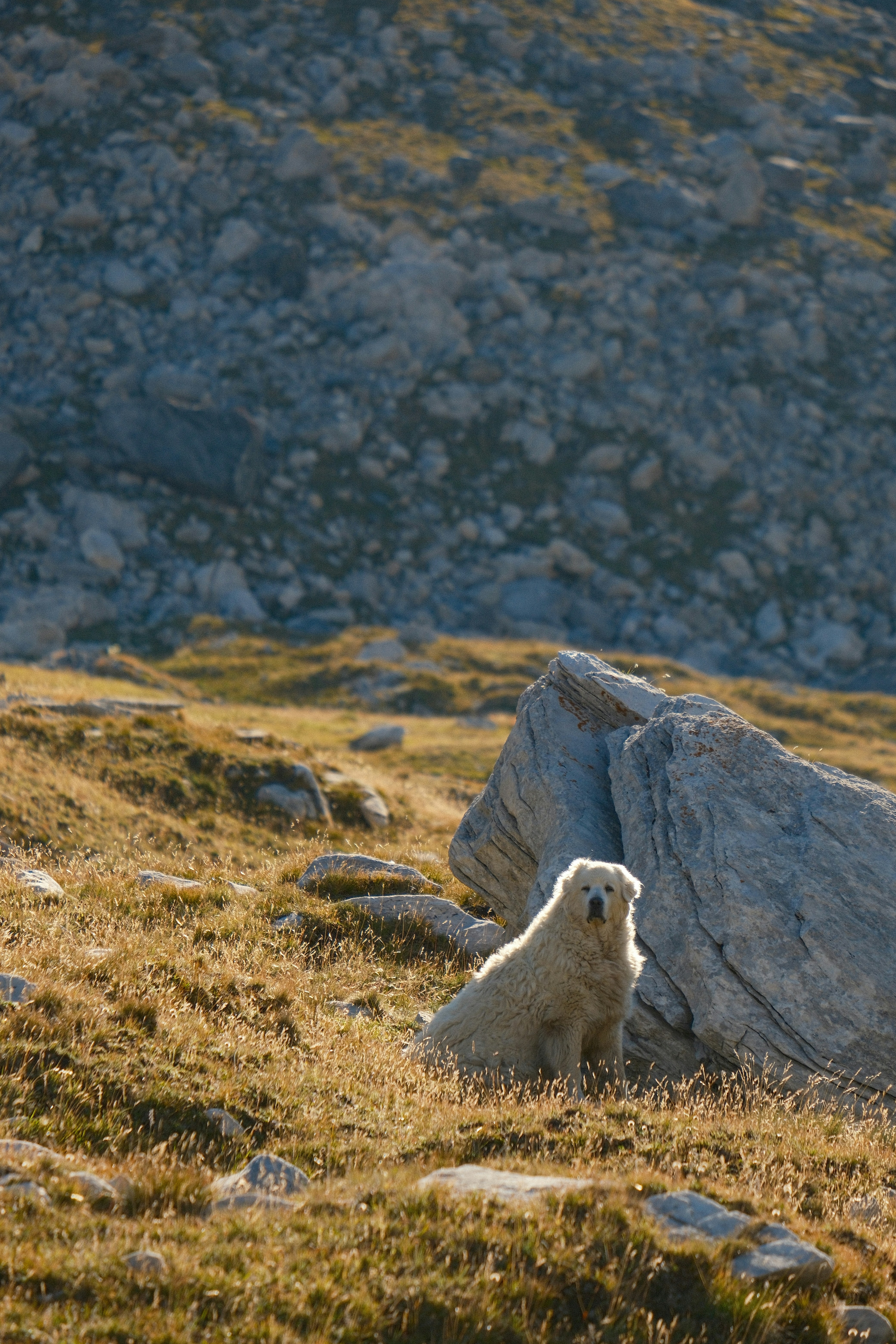 Highland Sentinel: A Sheepdog Pauses by a Weathered Granite Outcrop