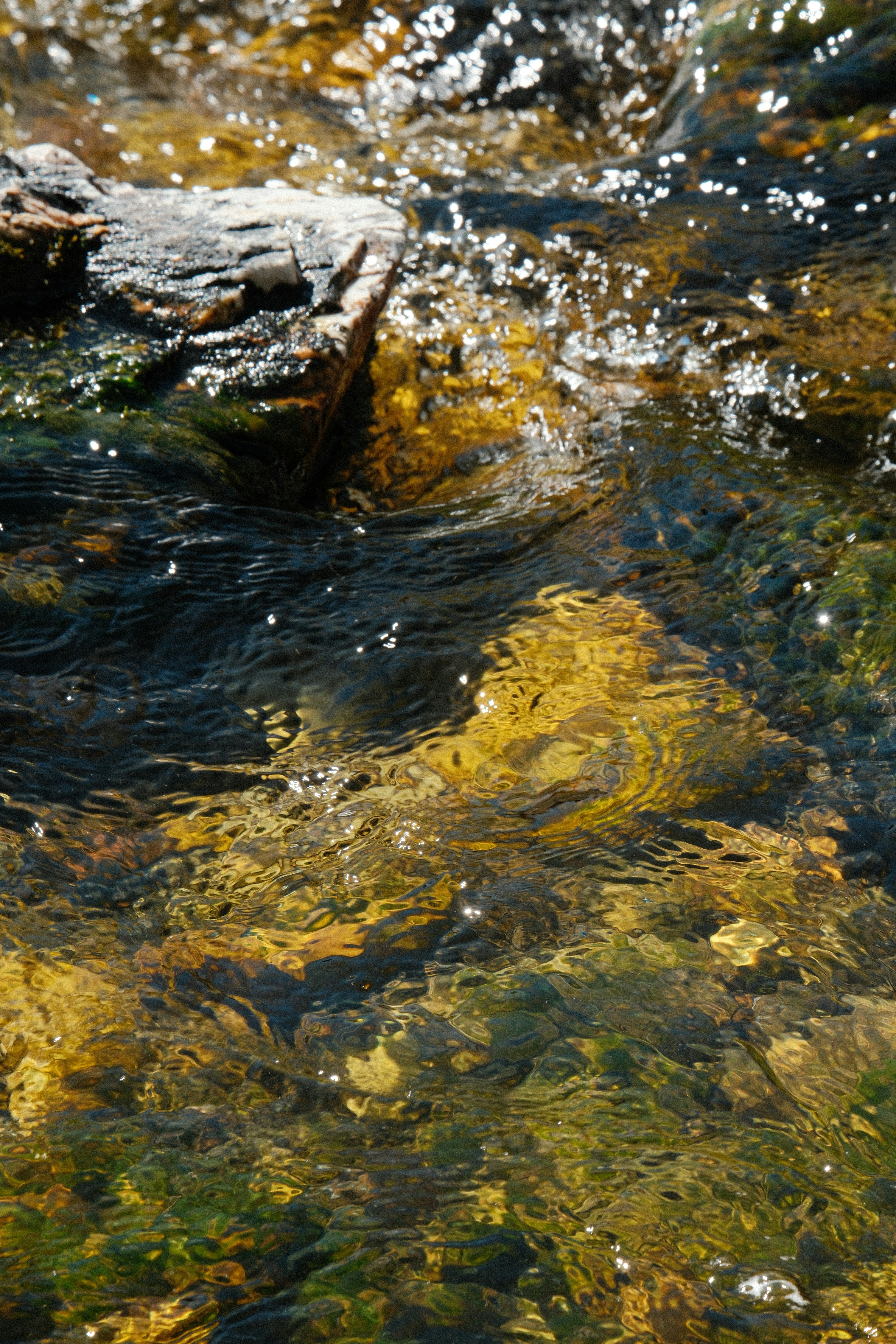 Sunlit Ripples: Golden Reflections on a Shallow Stream