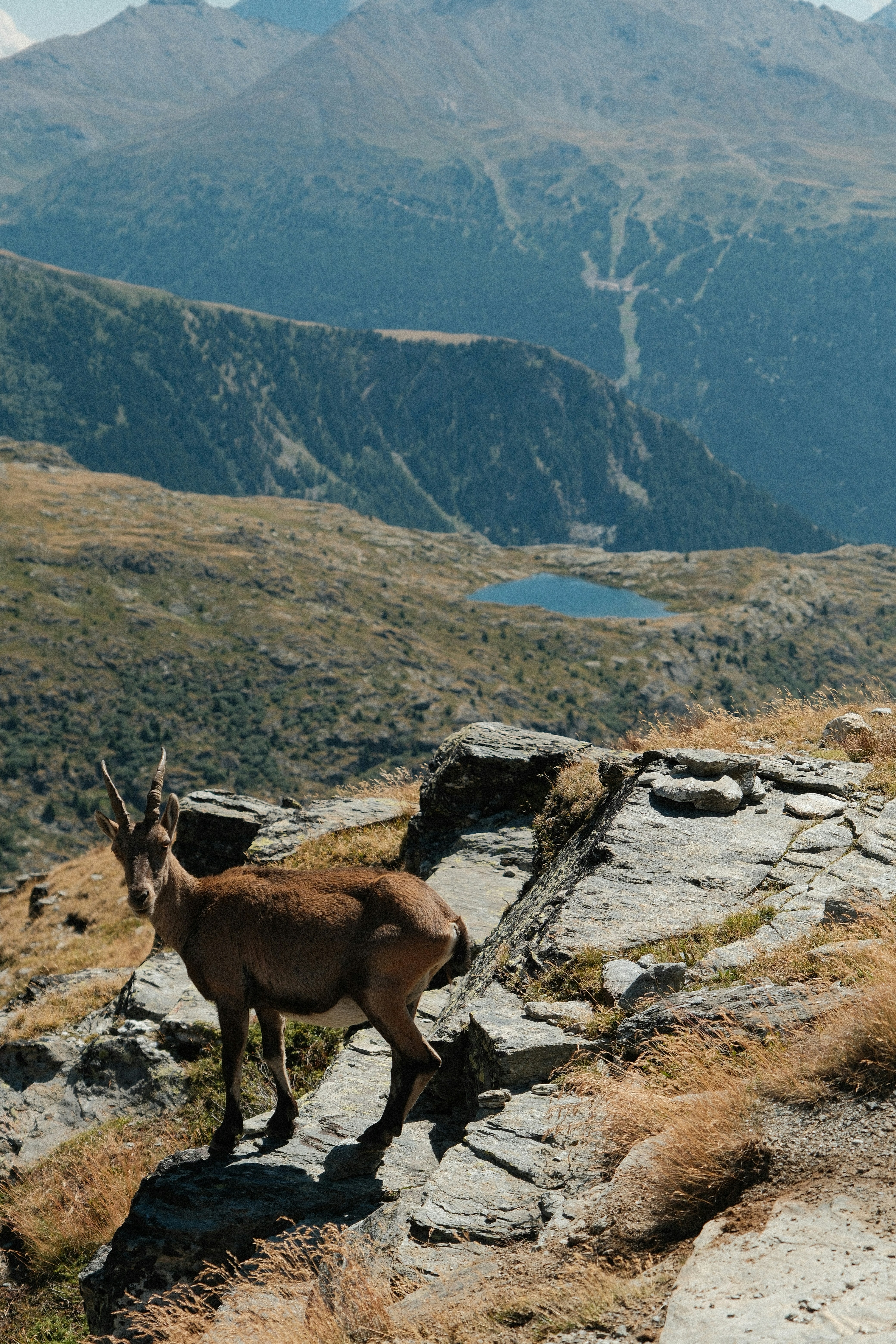 Mountain Goat at the Edge: A Lemurian Outcrop Studying the Valley