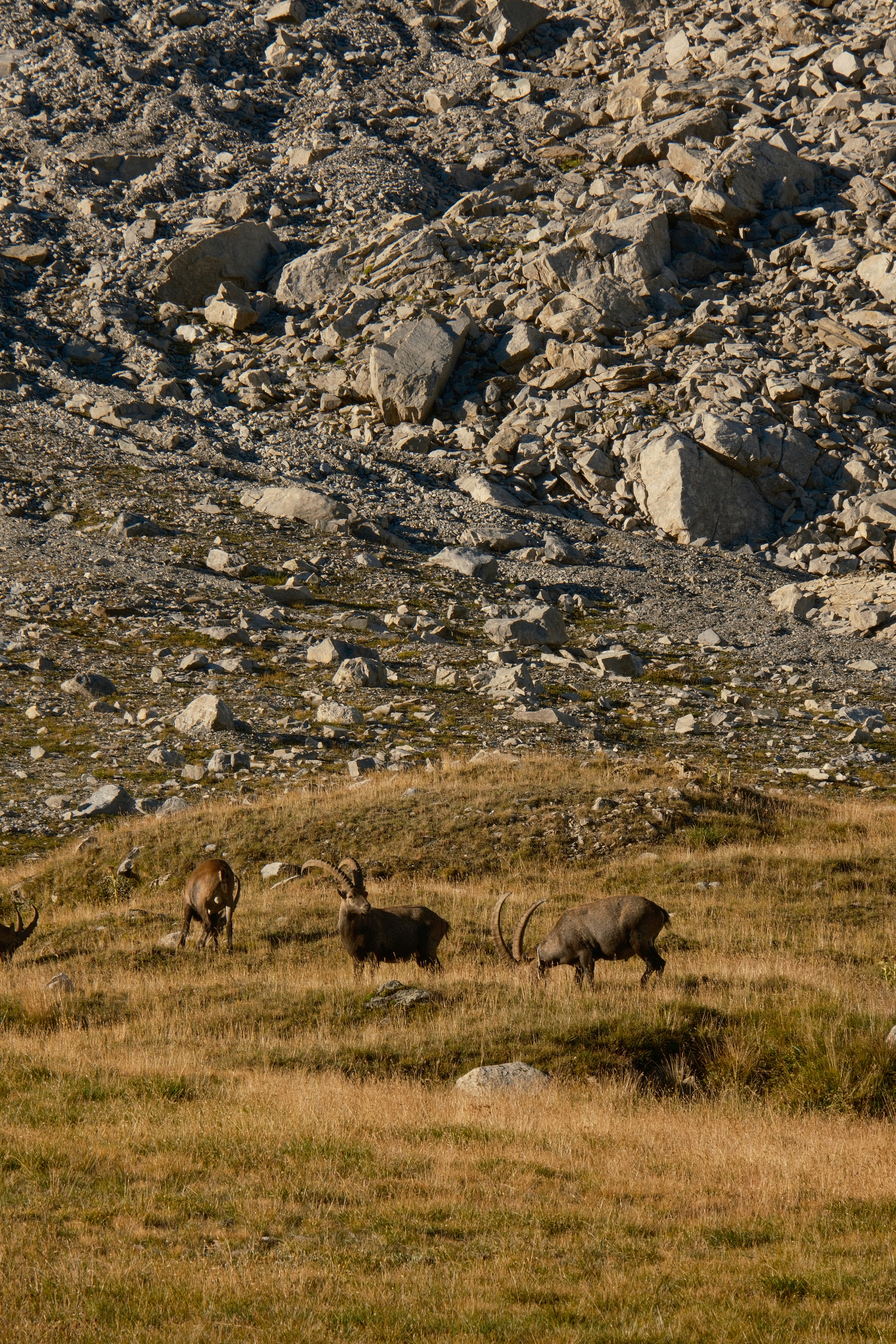 Herders on the Slope: Elk in a Golden Meadow Against a Rocky Backdrop
