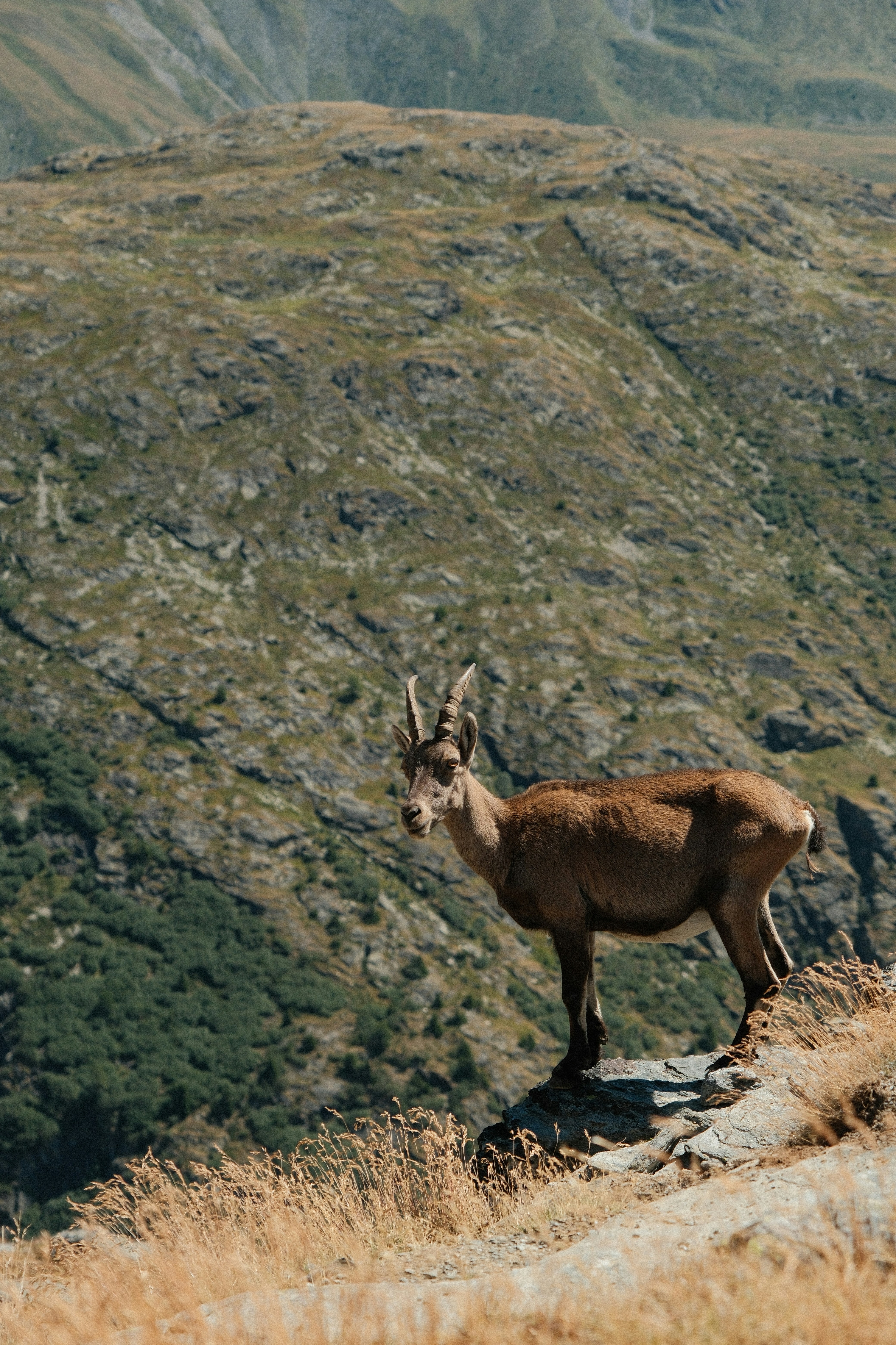 Highland Watch: A lone ibex perches on the cliff’s edge