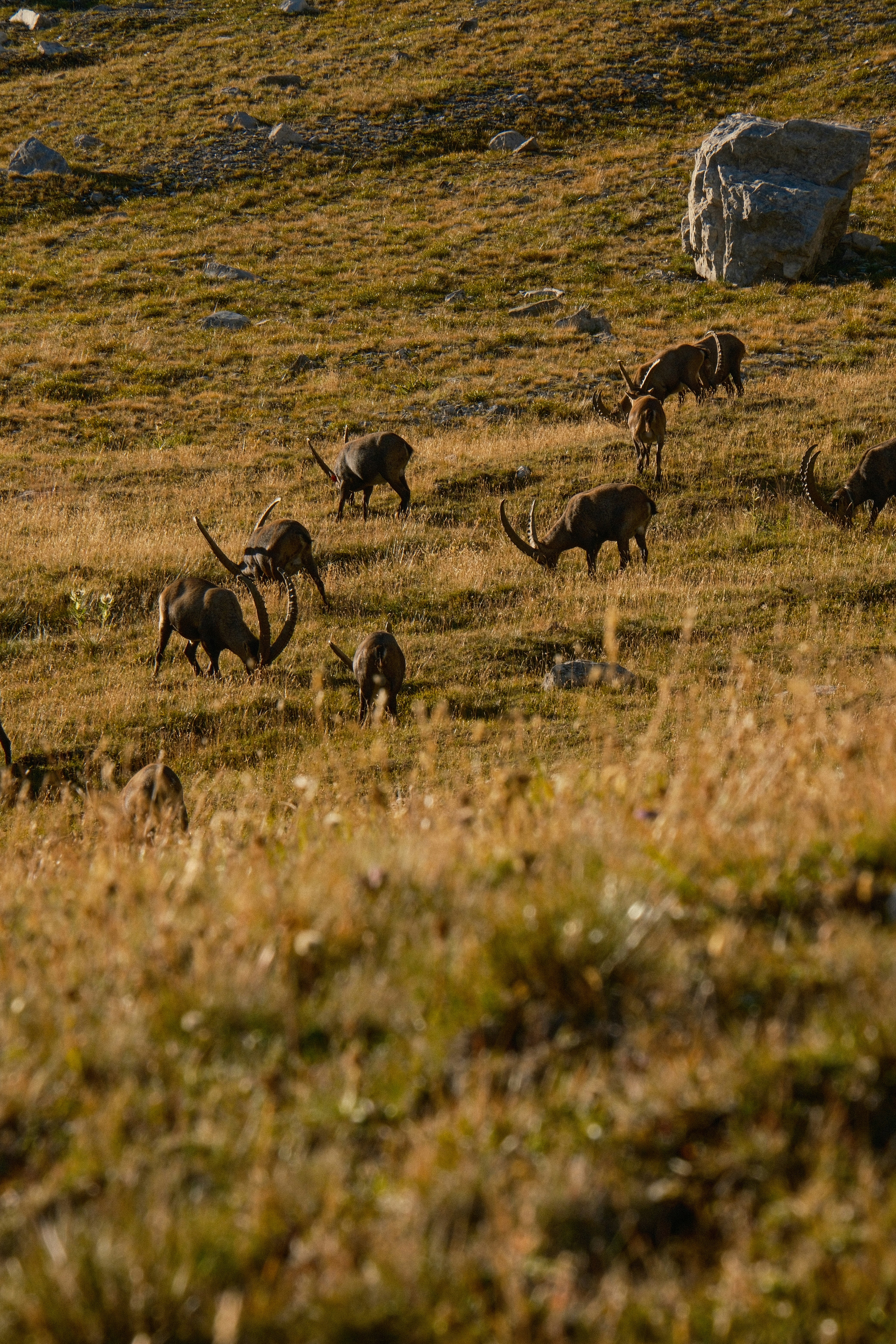 A group of ibex grazing on a grassy mountain slope in golden light