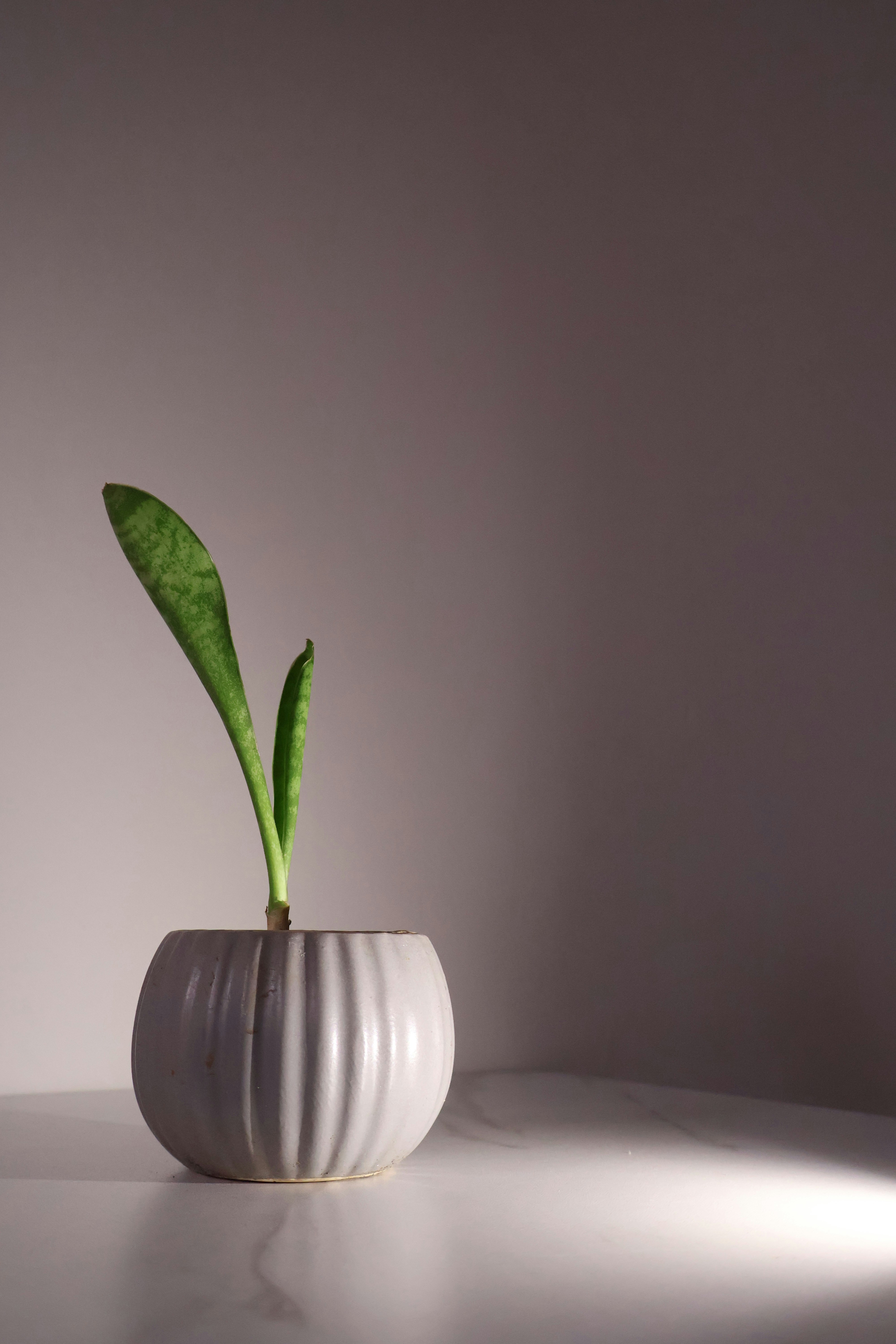 A small potted plant with a single green shoot sits on a white surface, bathed in soft light from the left. The scene is minimalist, highlighting texture and gentle shadows in a neutral setting.