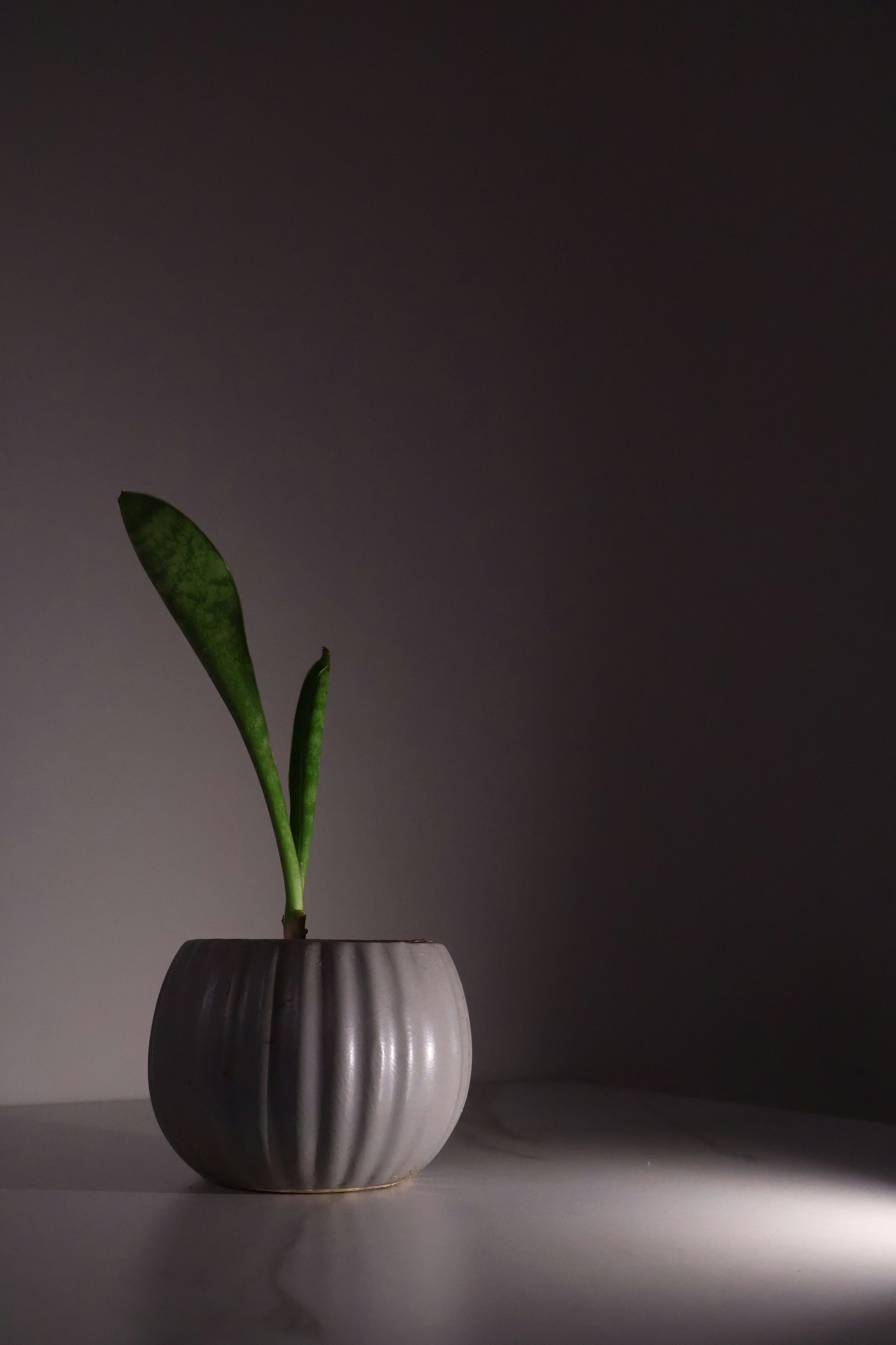 Sparse Spotlight: A Leafy Sprout in a Minimal Still Life