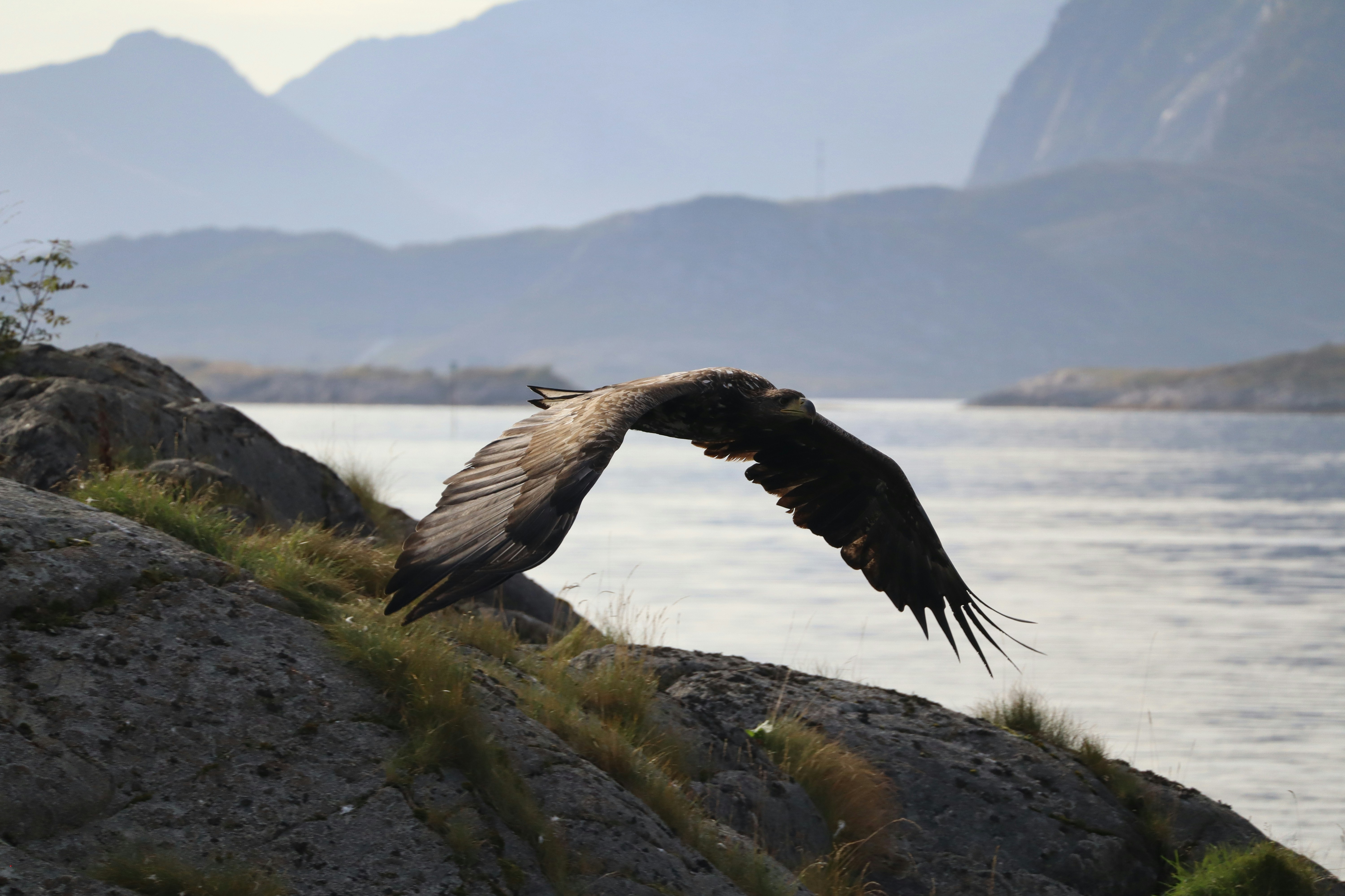 Winged Glide Above Granite Shore
