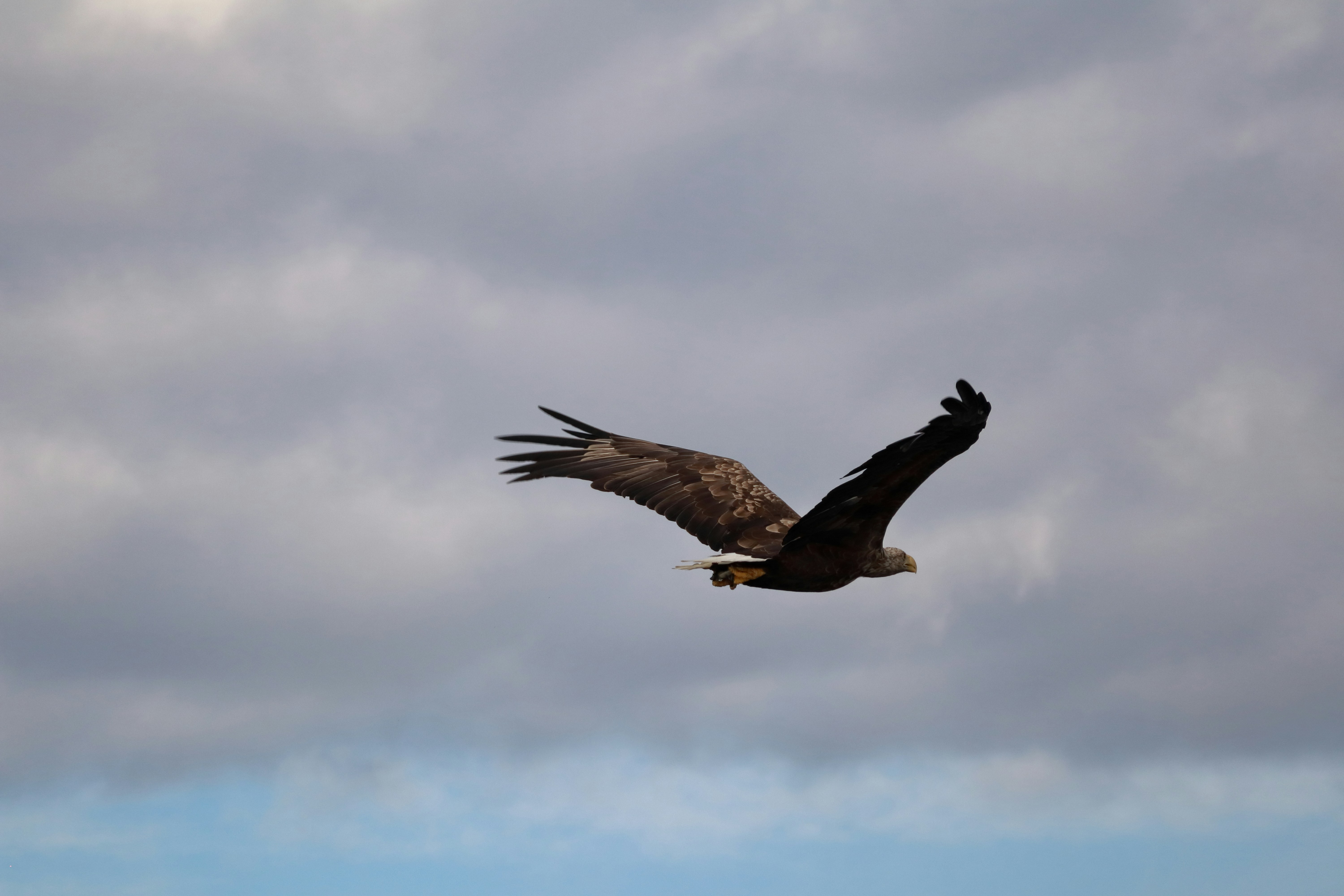 Soaring Focus: A Bald Eagle Against a Sky of Clouds