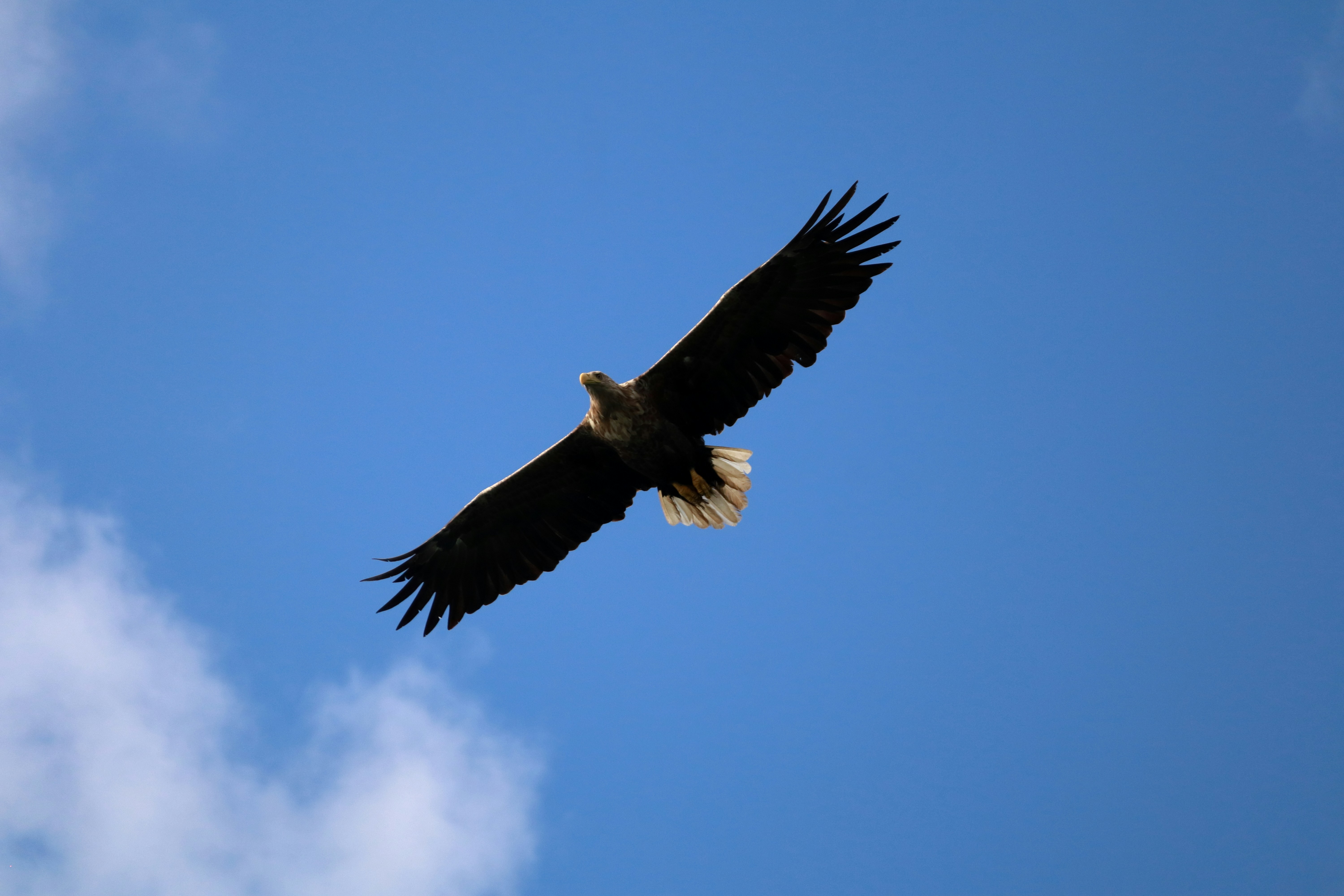 Ridge-ward Glide: A Golden Eagle Soaring Beneath a Clear Noon Sky