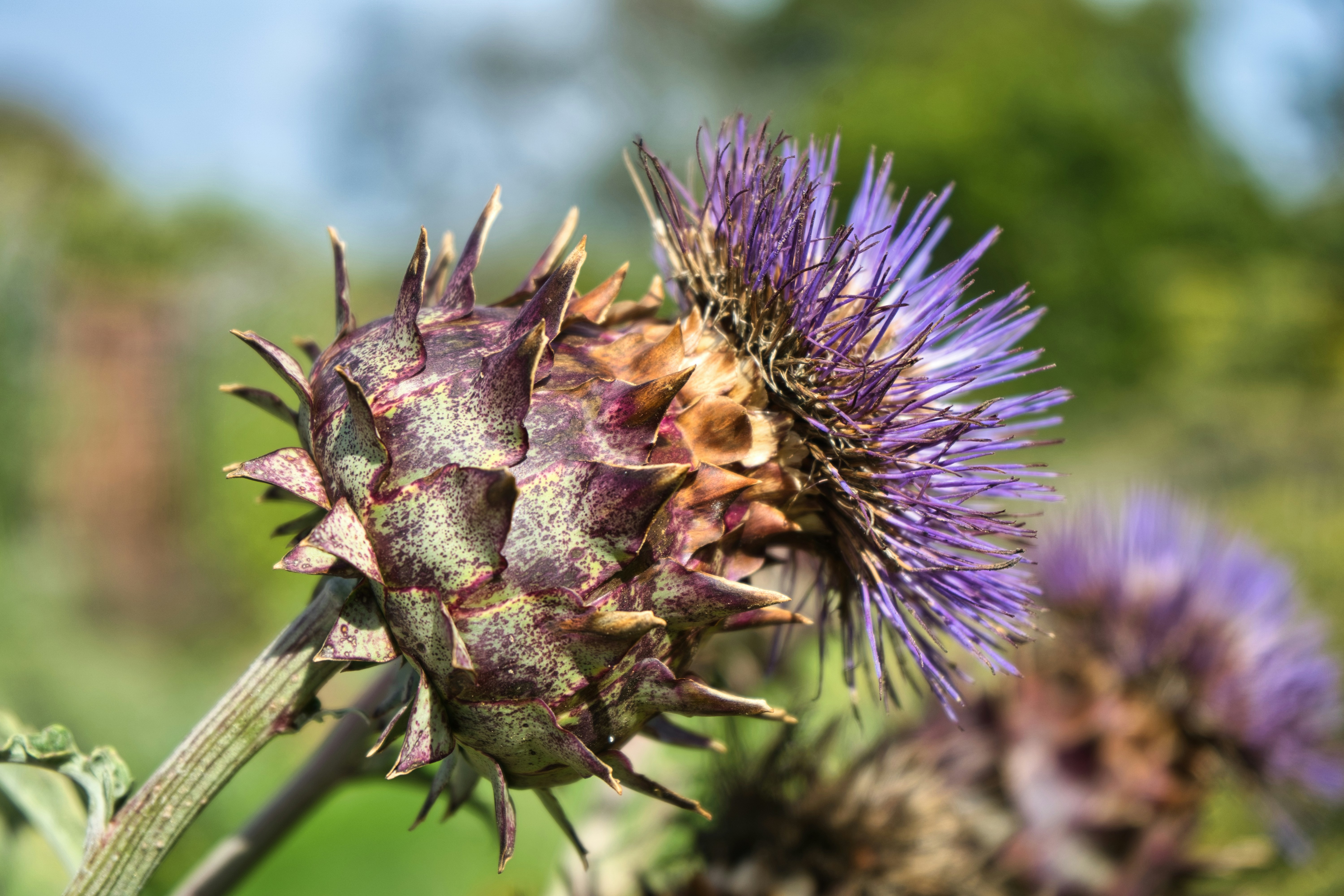 Purple Jewel of the Thistle: A close-up of a spiky bloom