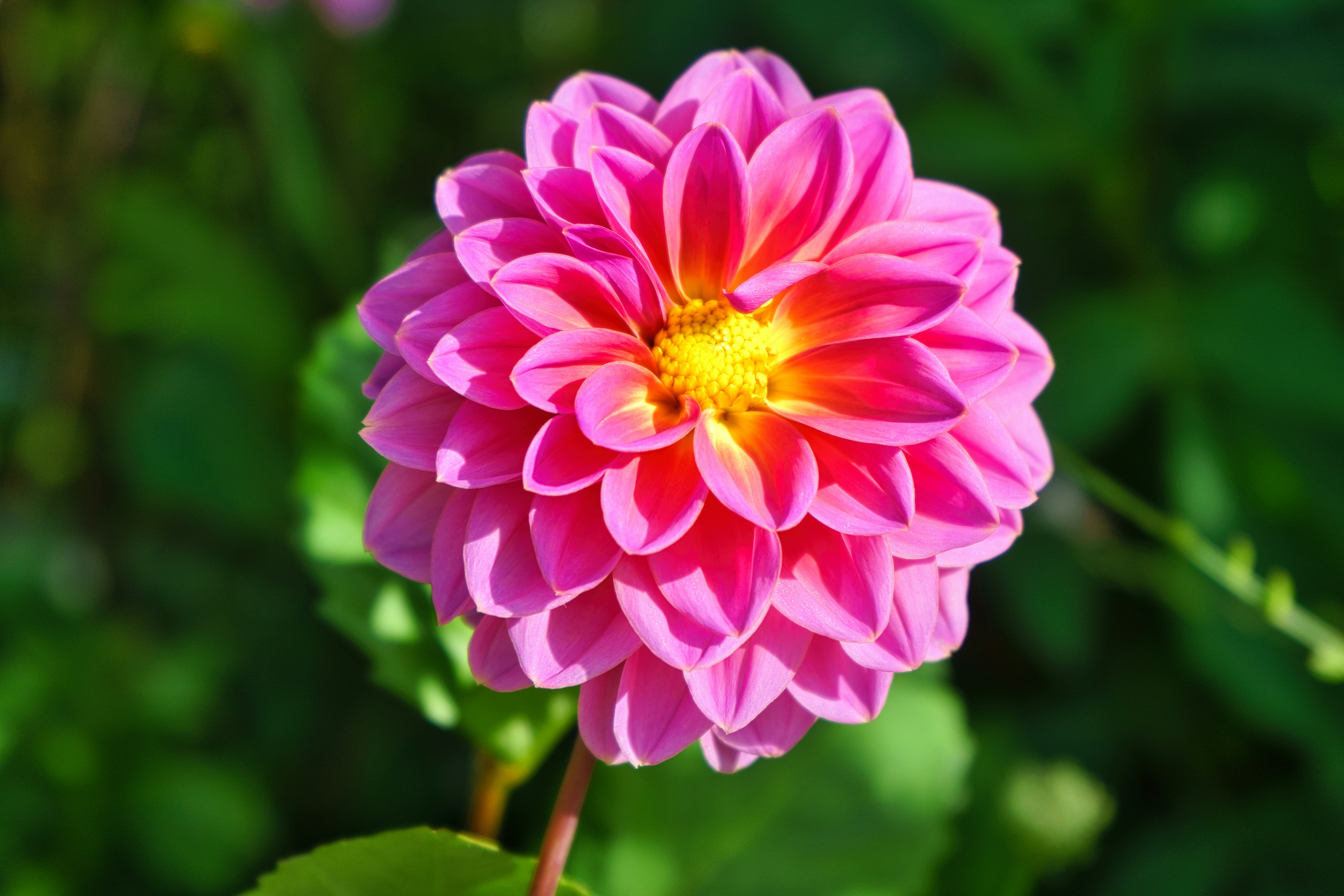 Vibrant pink dahlia in full bloom, sunlight highlighting layered petals against green foliage.