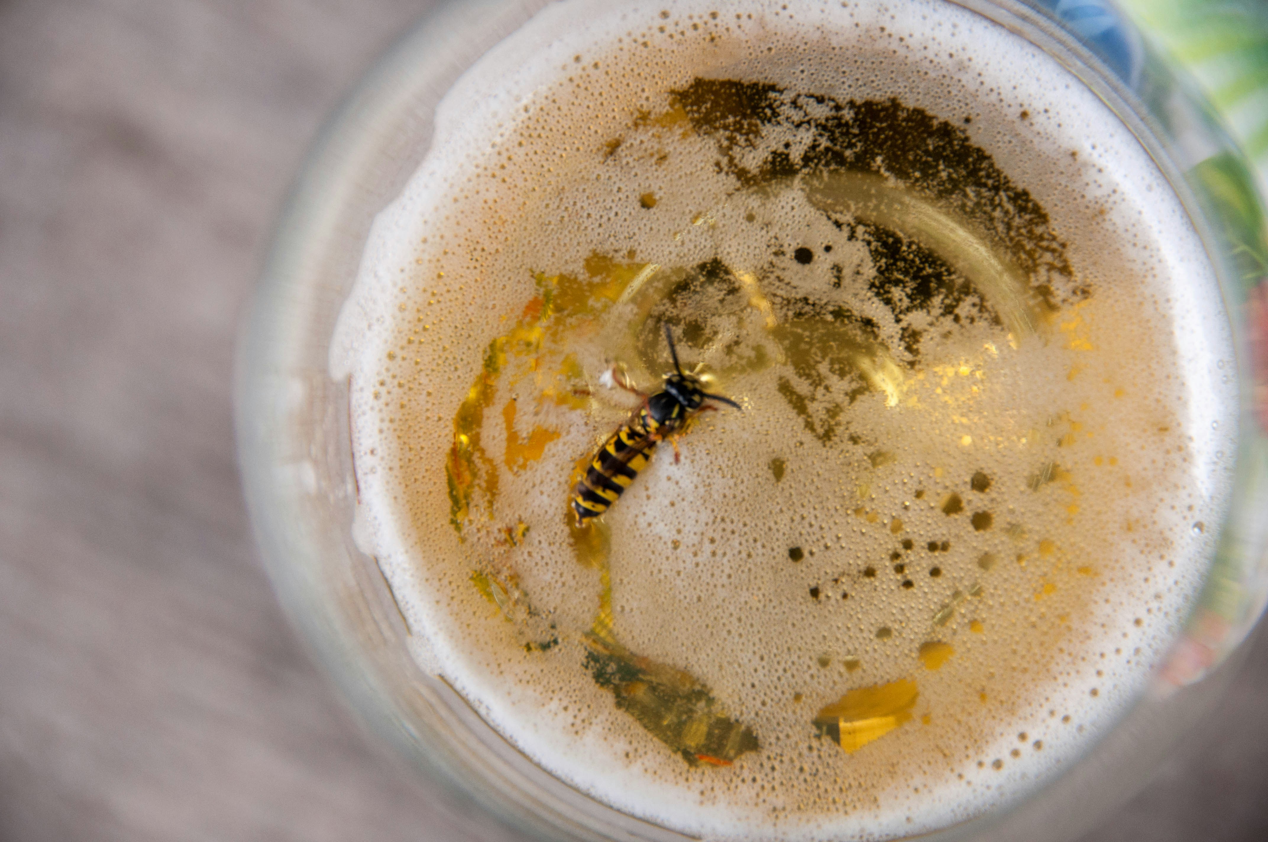 A Bee Adrift in a Foamy Glass: An Unlikely Portrait