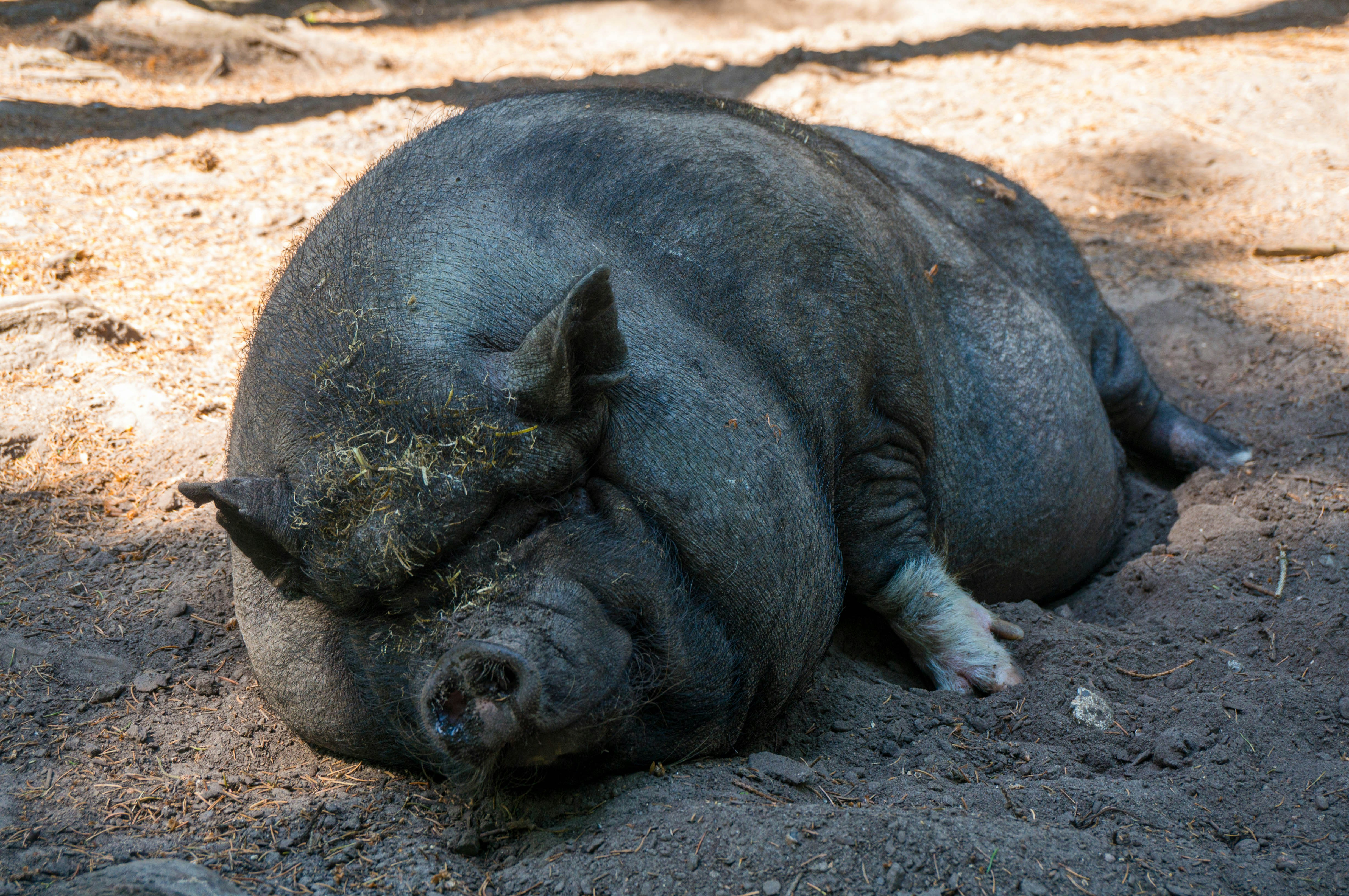 Slumbering Mud-Hued Wallow: A Pig Resting in Dappled Shade