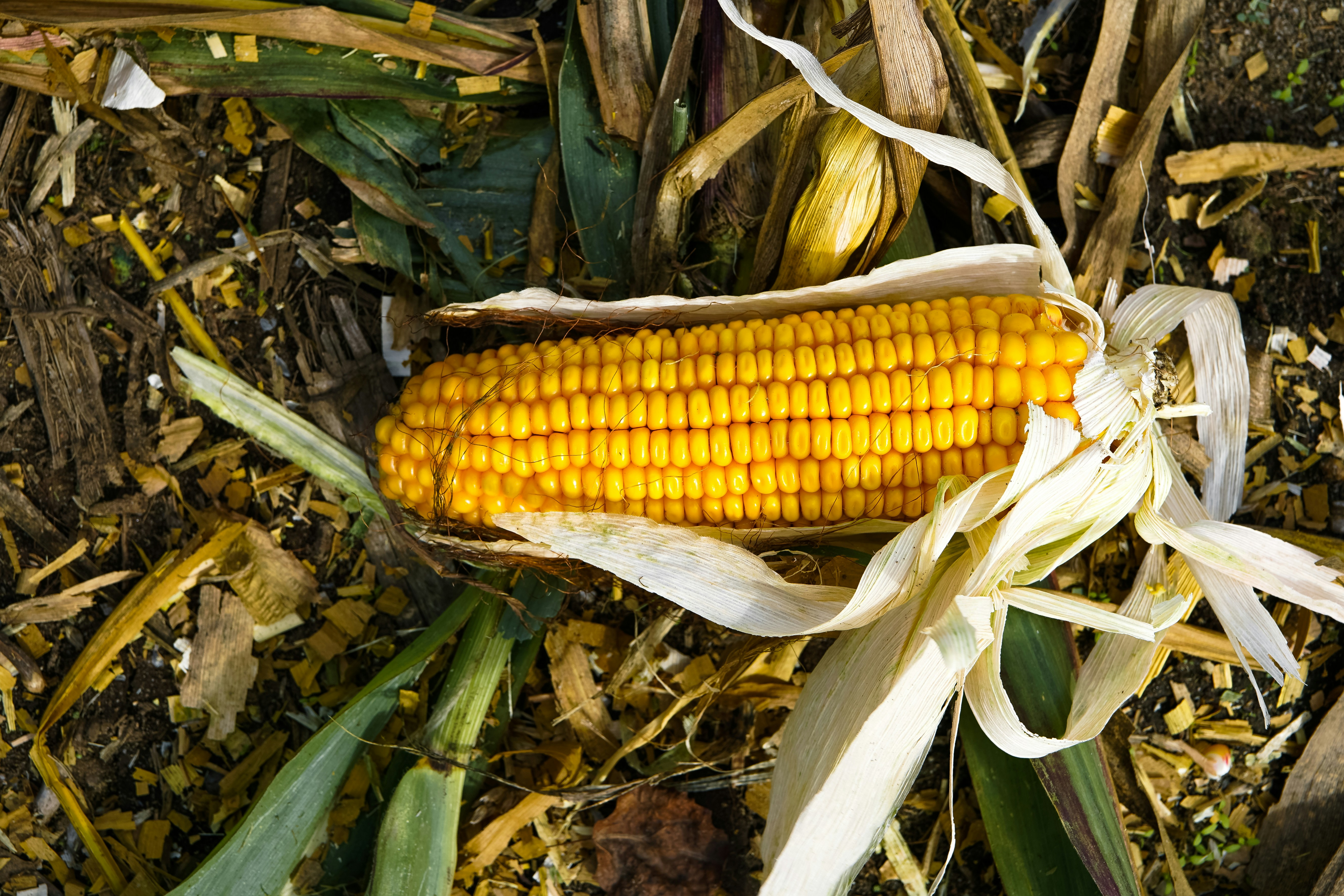 Golden Corn Unearthed: Sunlit Kernel Promise Amid Fallen Leaves