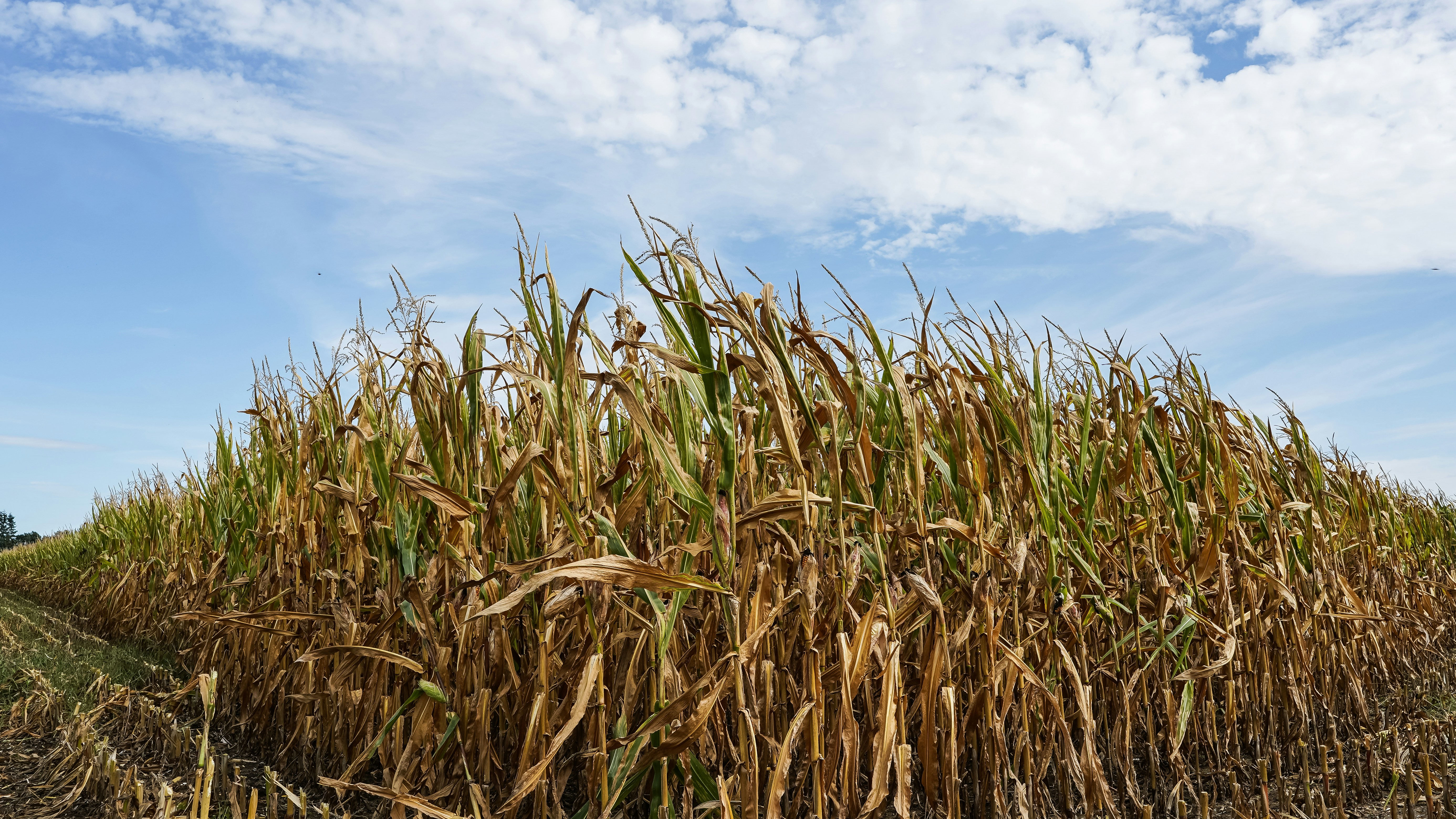 Golden Harvest at Noon: Cornfield Heads Toward a Bleached Skyline