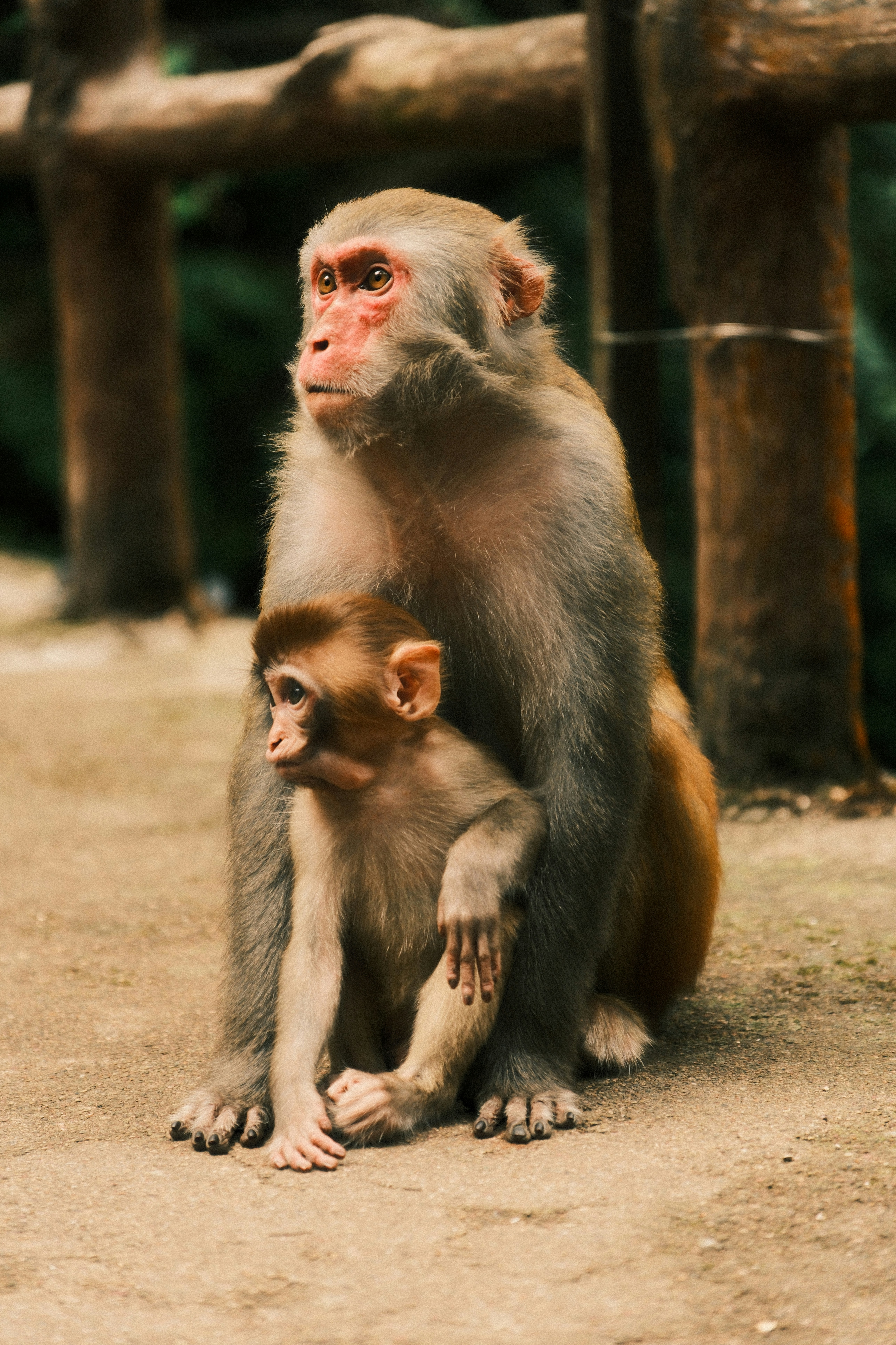 Tandem Gaze: A Mother and Child Monkey in Quiet Observation