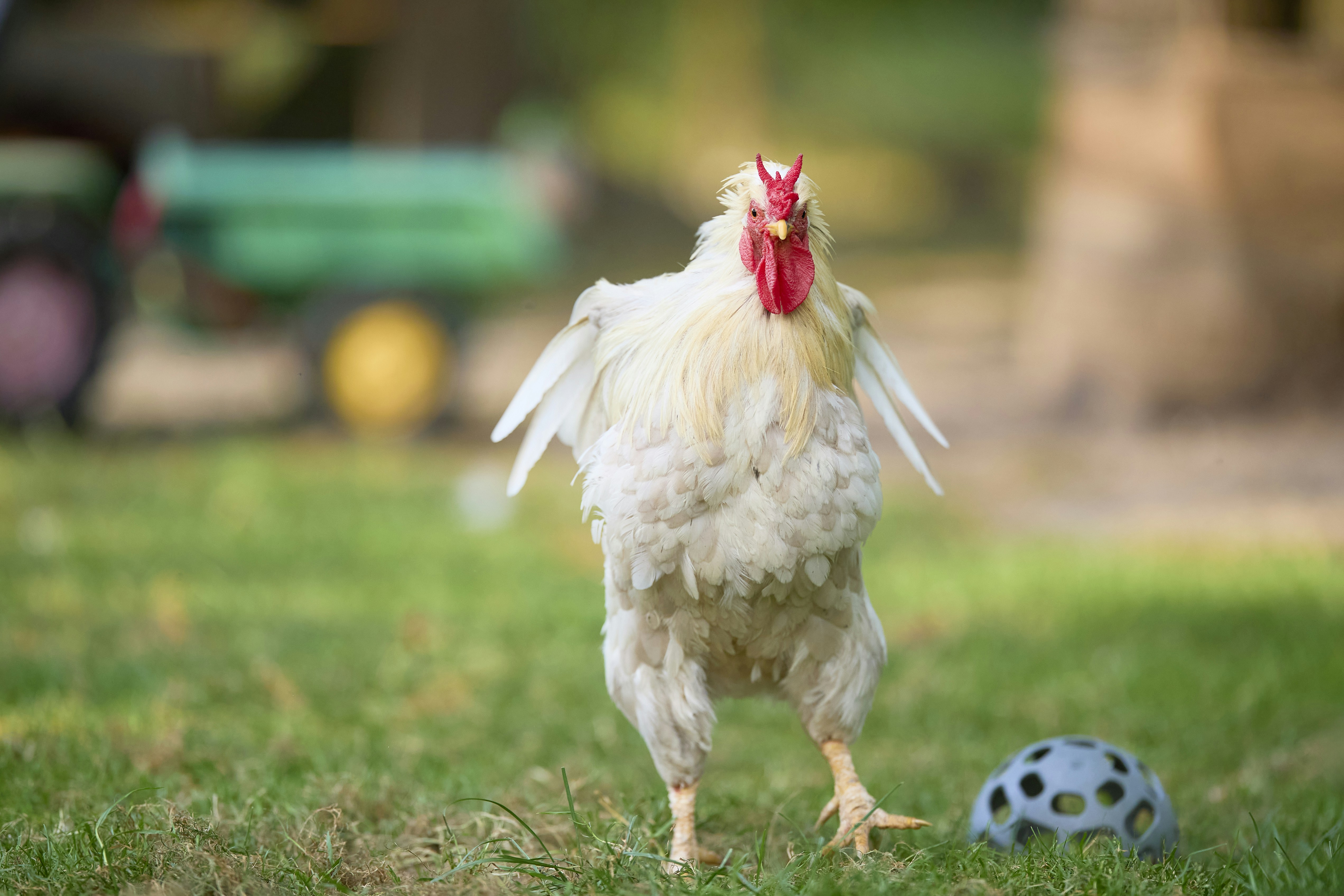 Covert Rooster Stance in a Sunlit Meadow