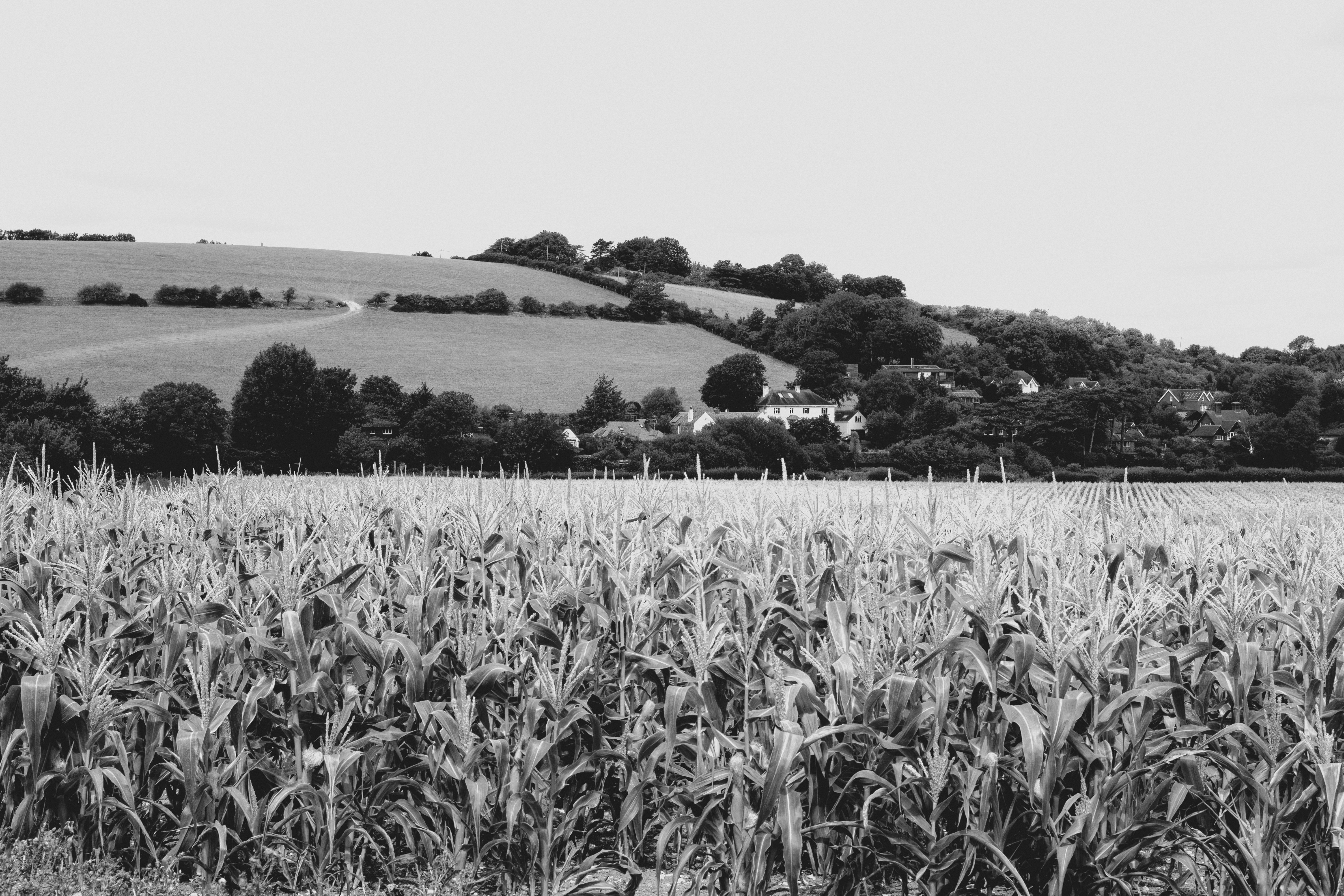 Fields of Grain Resting Between Valley and Village