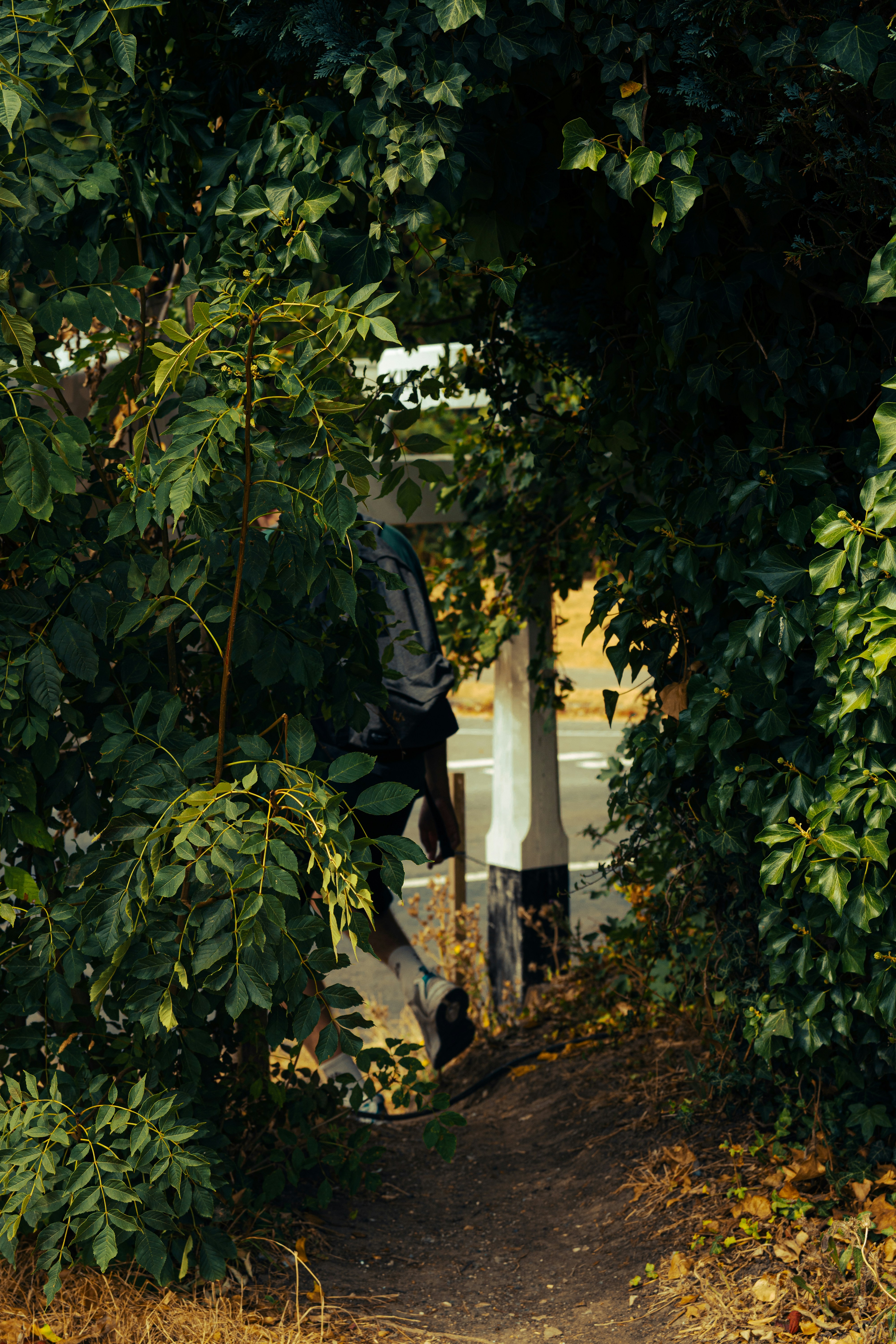 Hidden Pathway Through the Green Arch