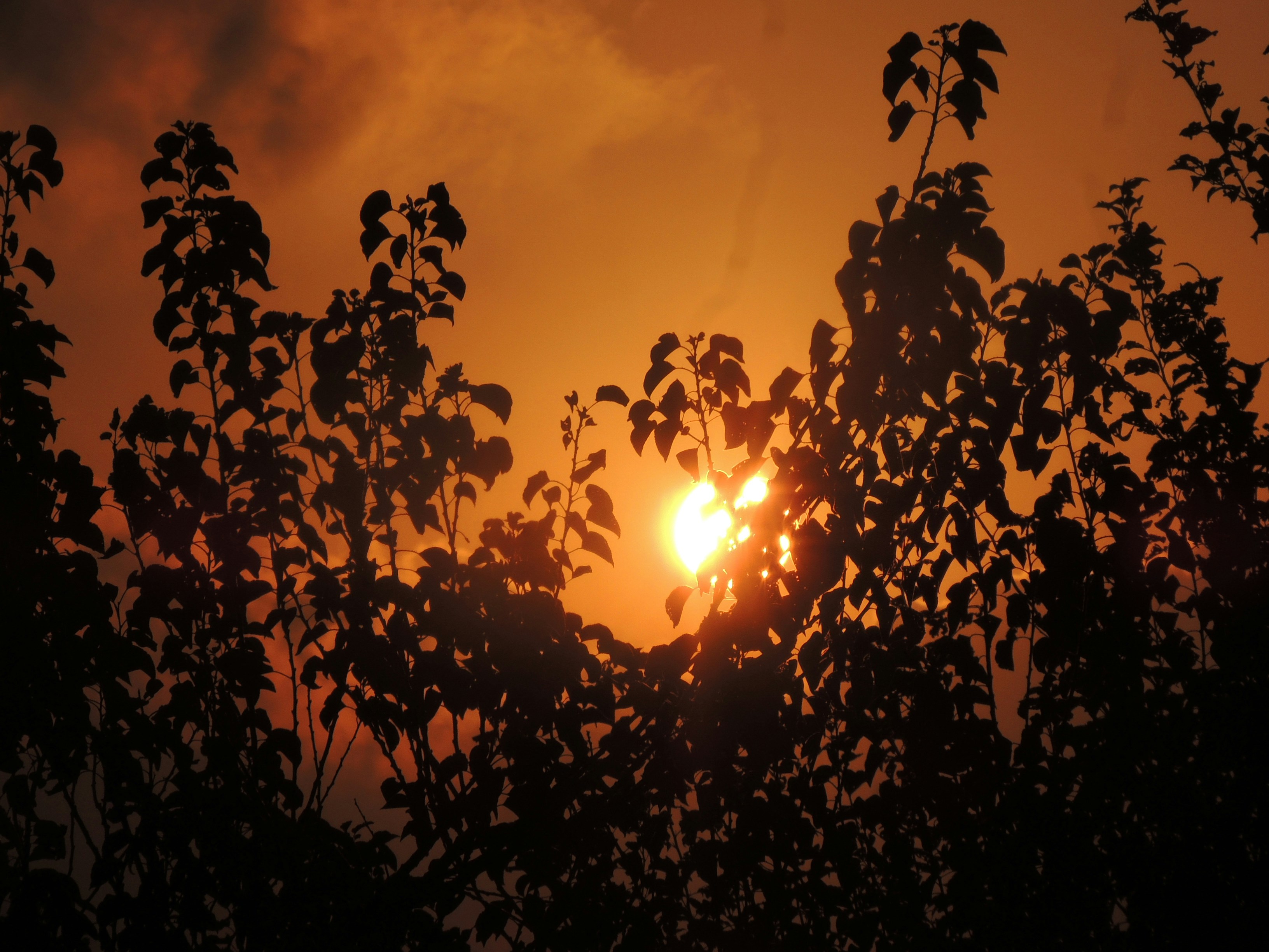Sunlit silhouette: branches against a fiery horizon