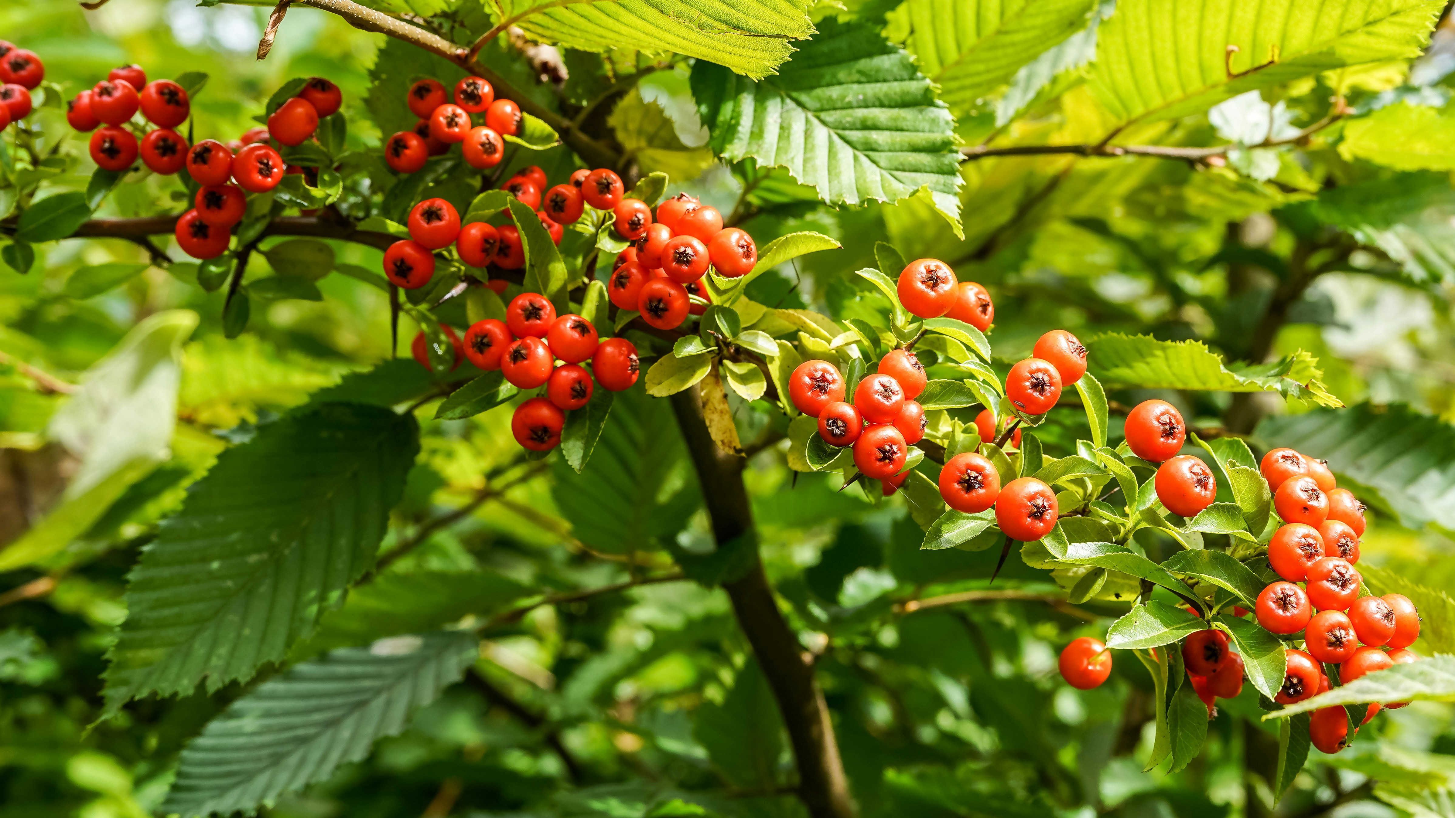 Red Berries on a Sunlit Viburnum Tint