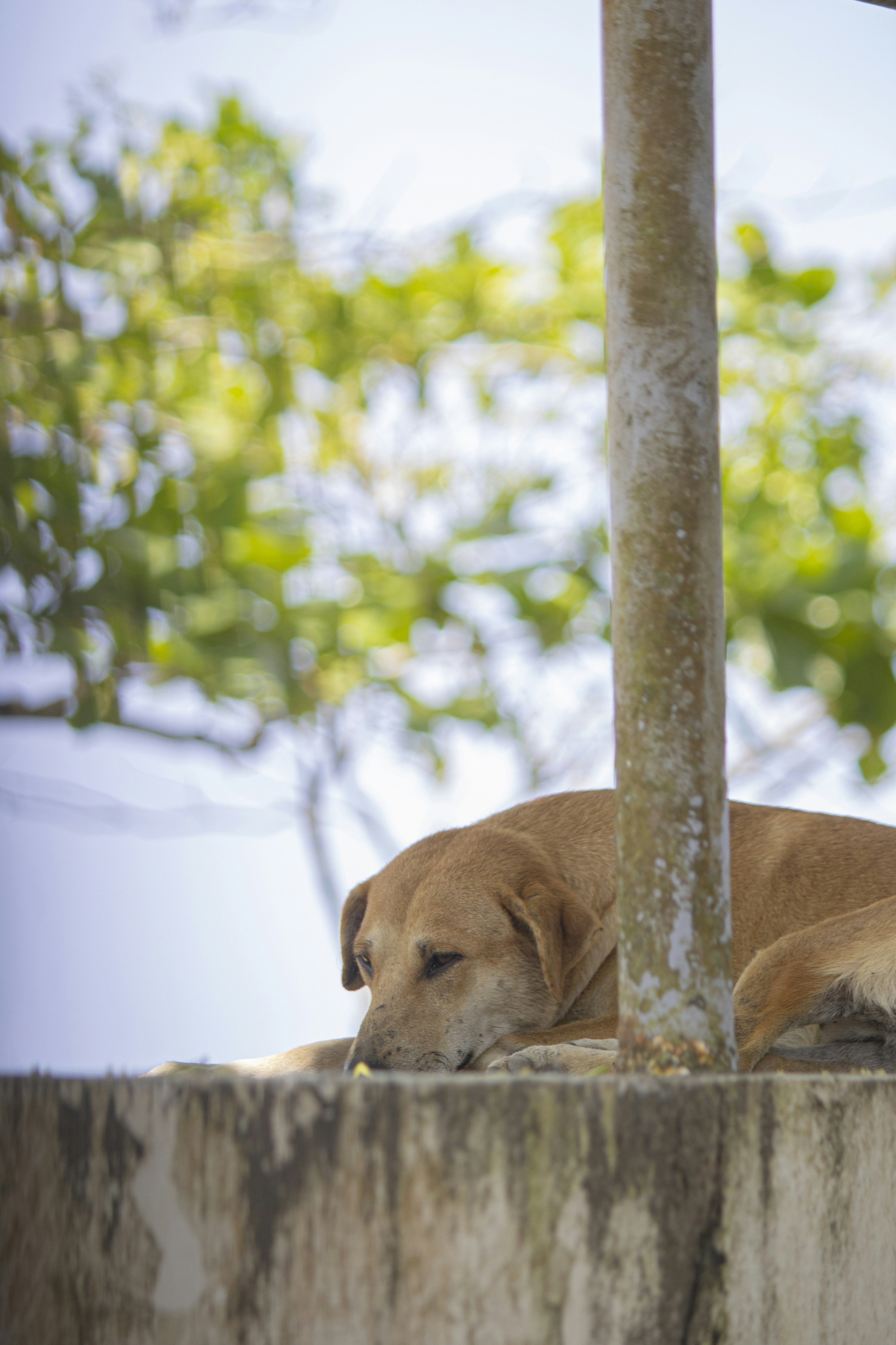 Shaded Slumber by the Concrete Rail