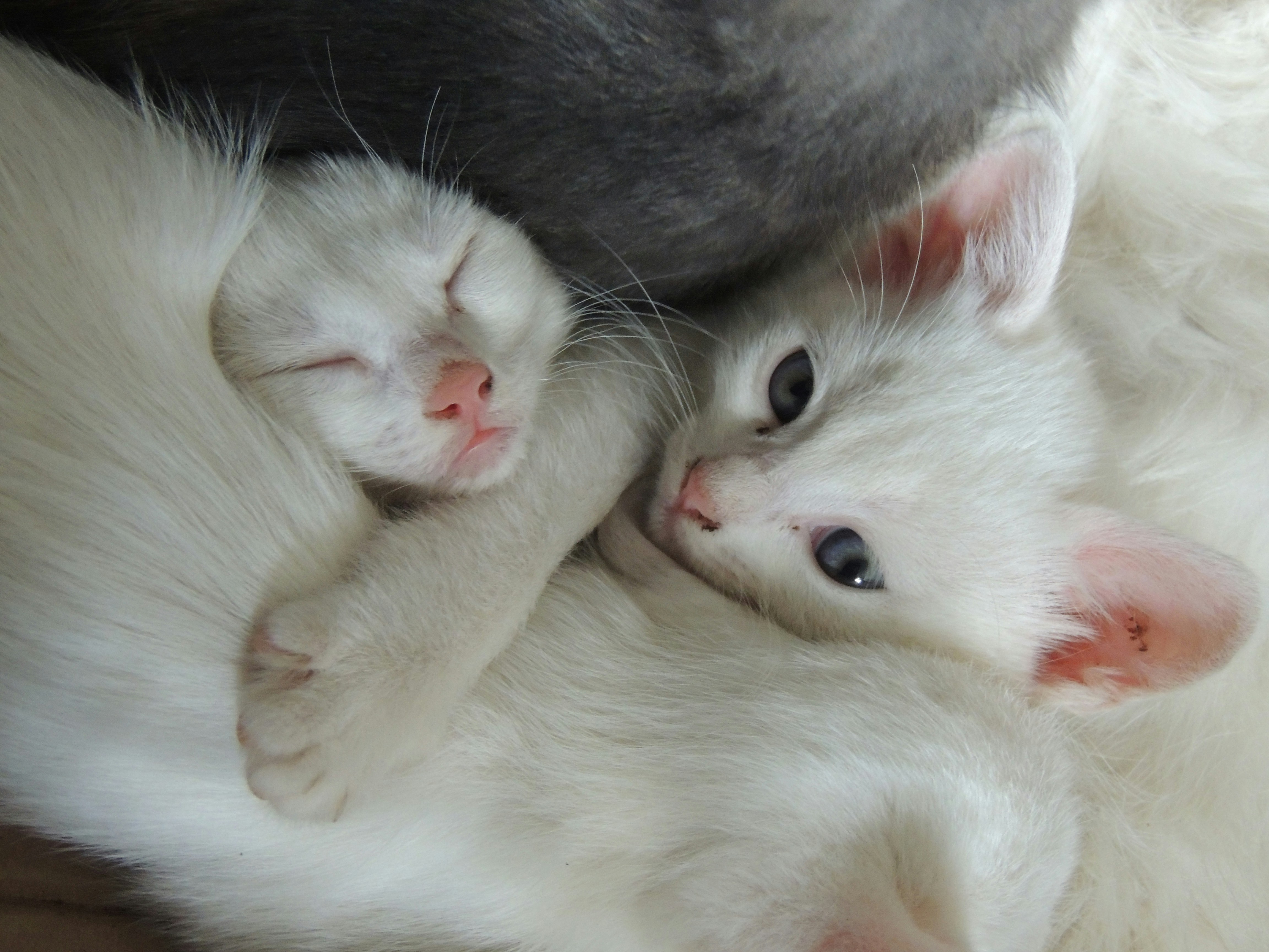 Soft Embrace: White Kittens Nestled in Gentle Night