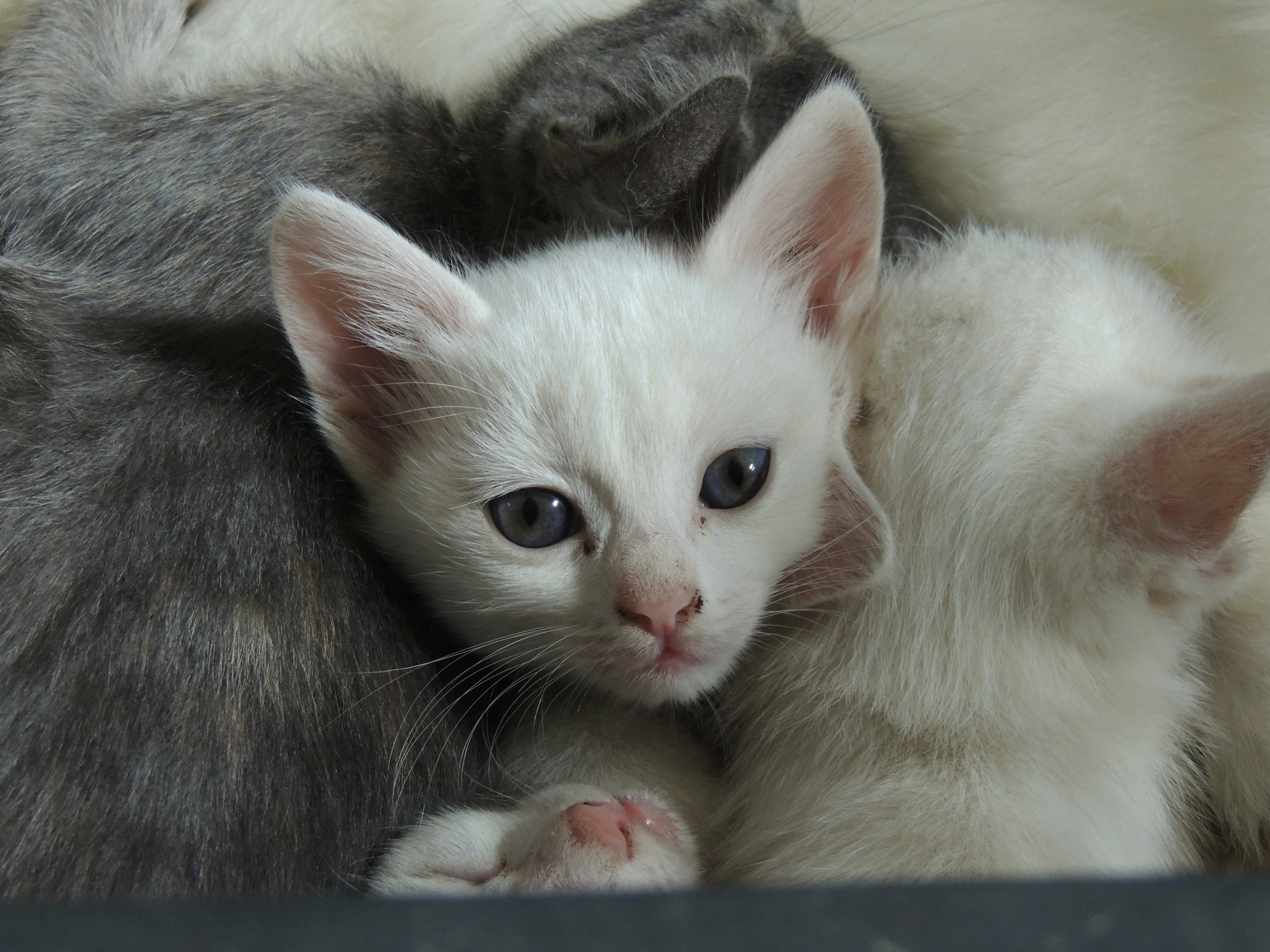 White Kitten Amidst Furry Companions