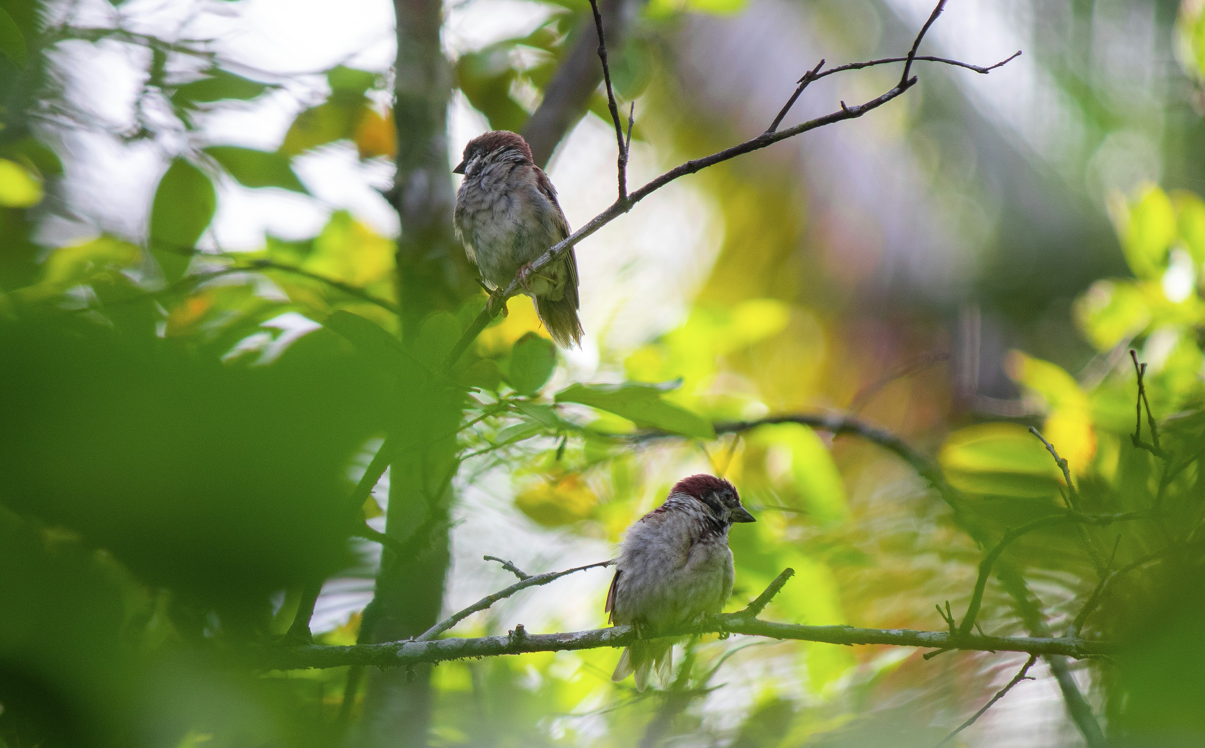 Whispering Branches: Dusk Birds on a Quiet Limb