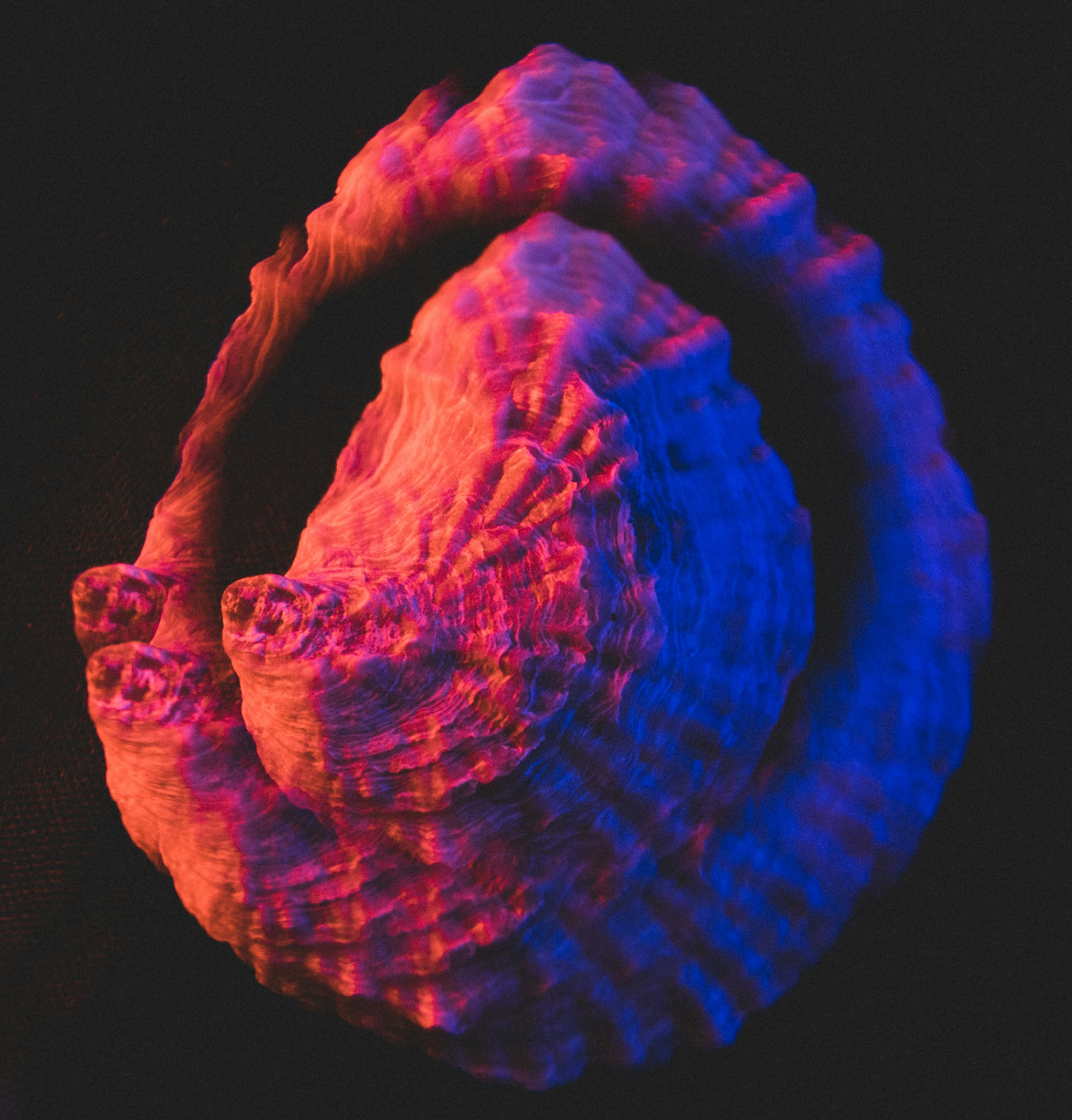 Chromatic Whirlpool: A Neon-Blue and Coral Spiral Shell in Velvet Darkness