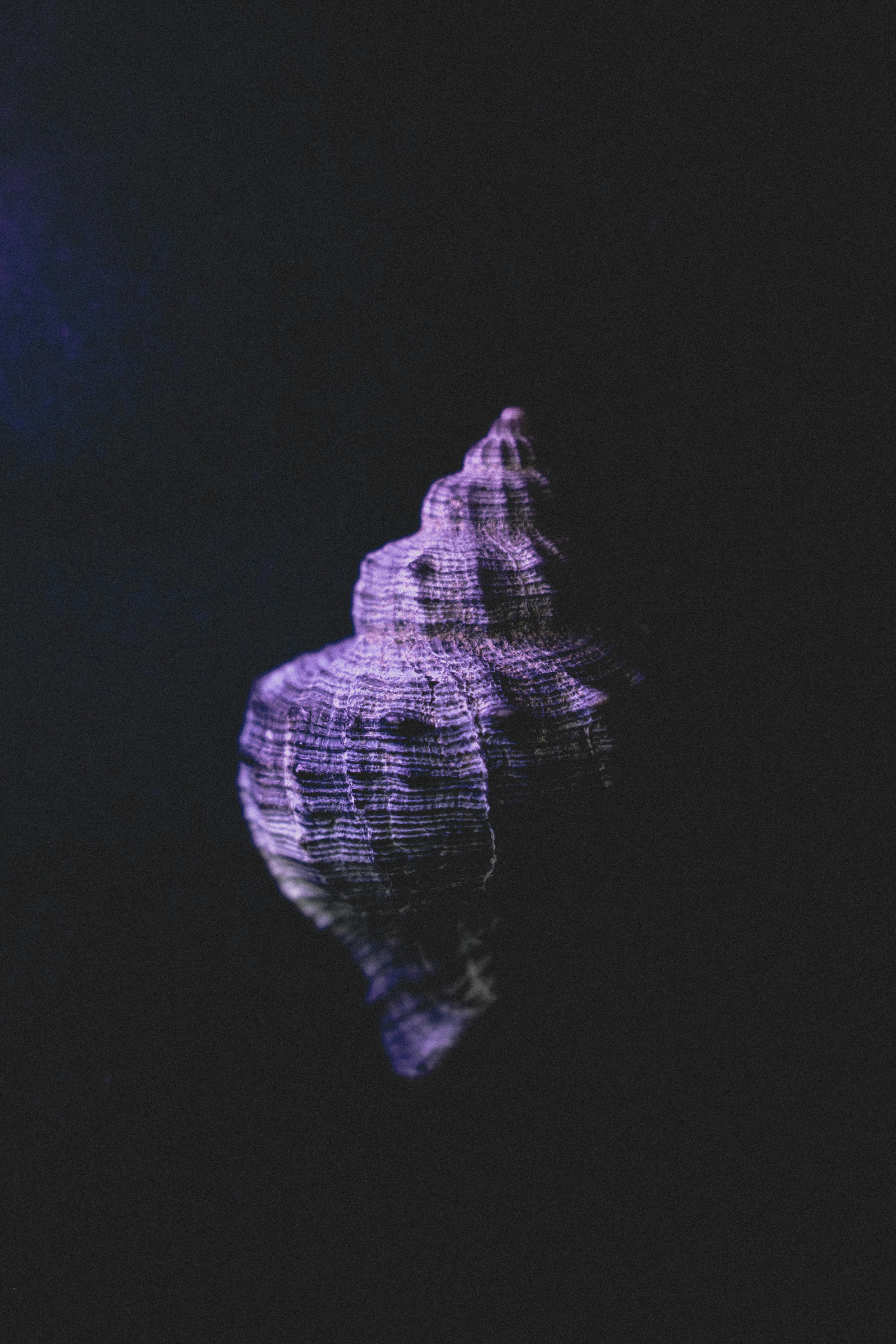 Pulse of Neon Echoes: A Silhouette Bloom on Velvet Darkness