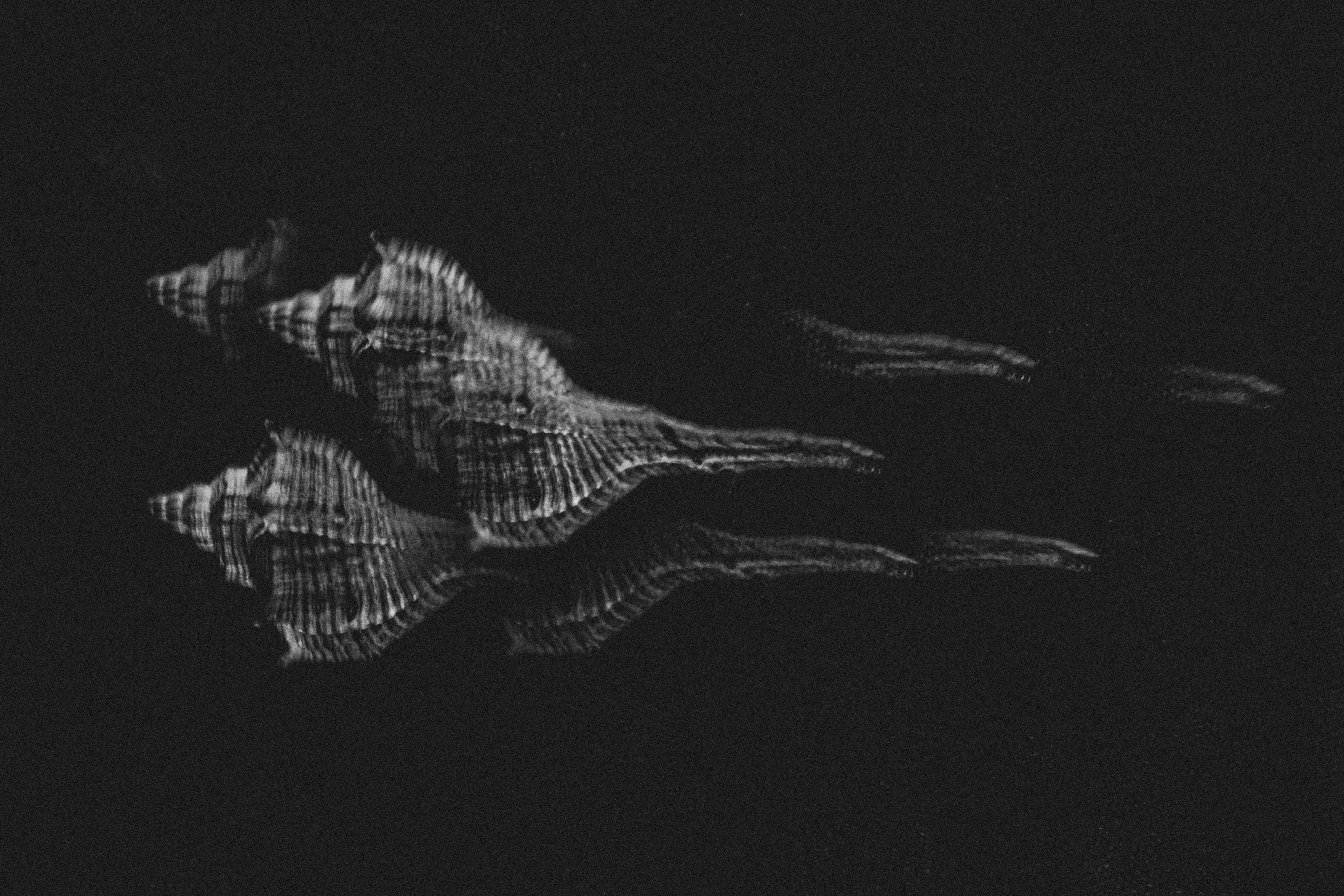 Two spiral seashells reflecting on a dark surface