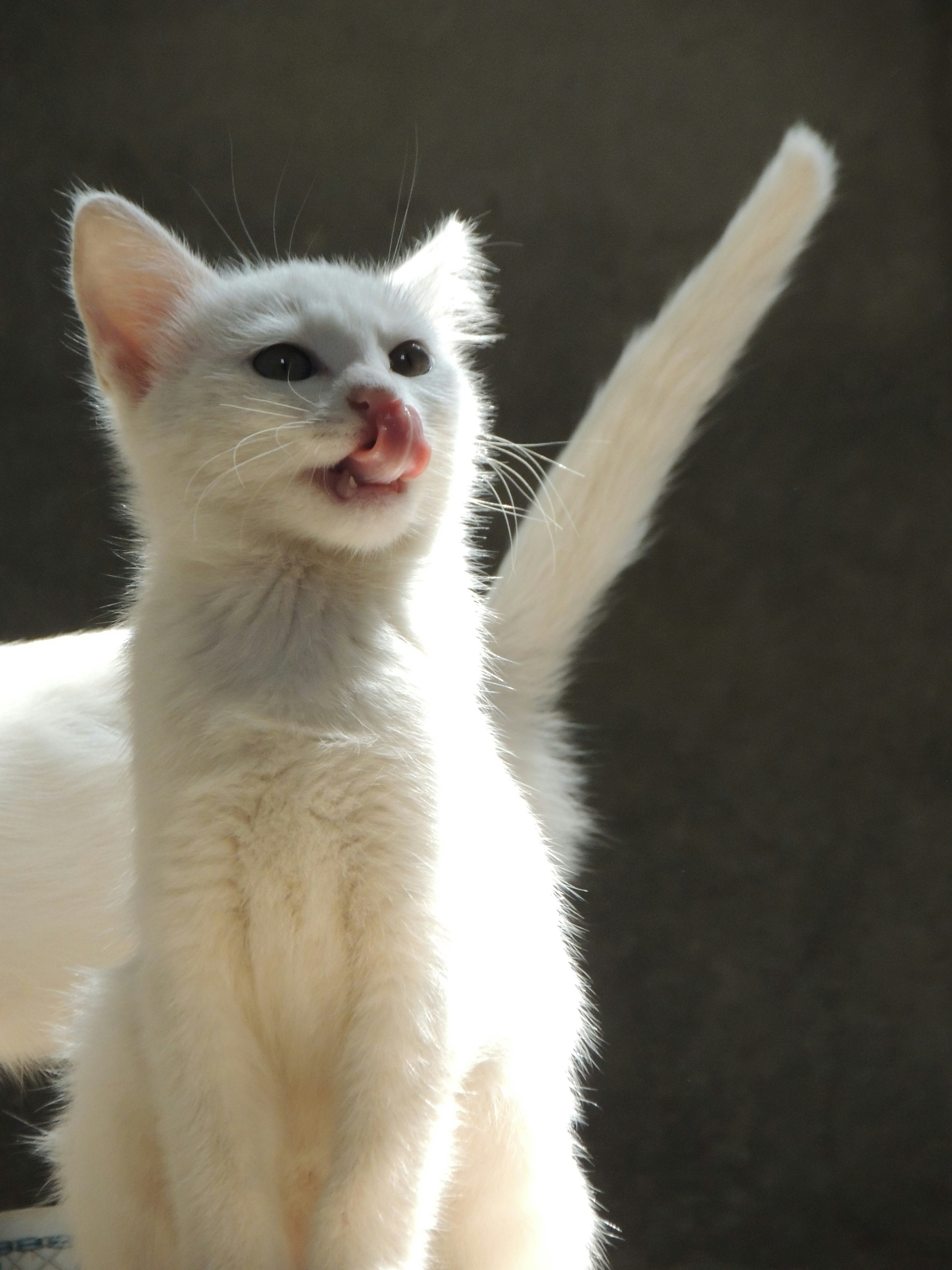 Lively White Cat with Tongue Out Against a Dark Backdrop