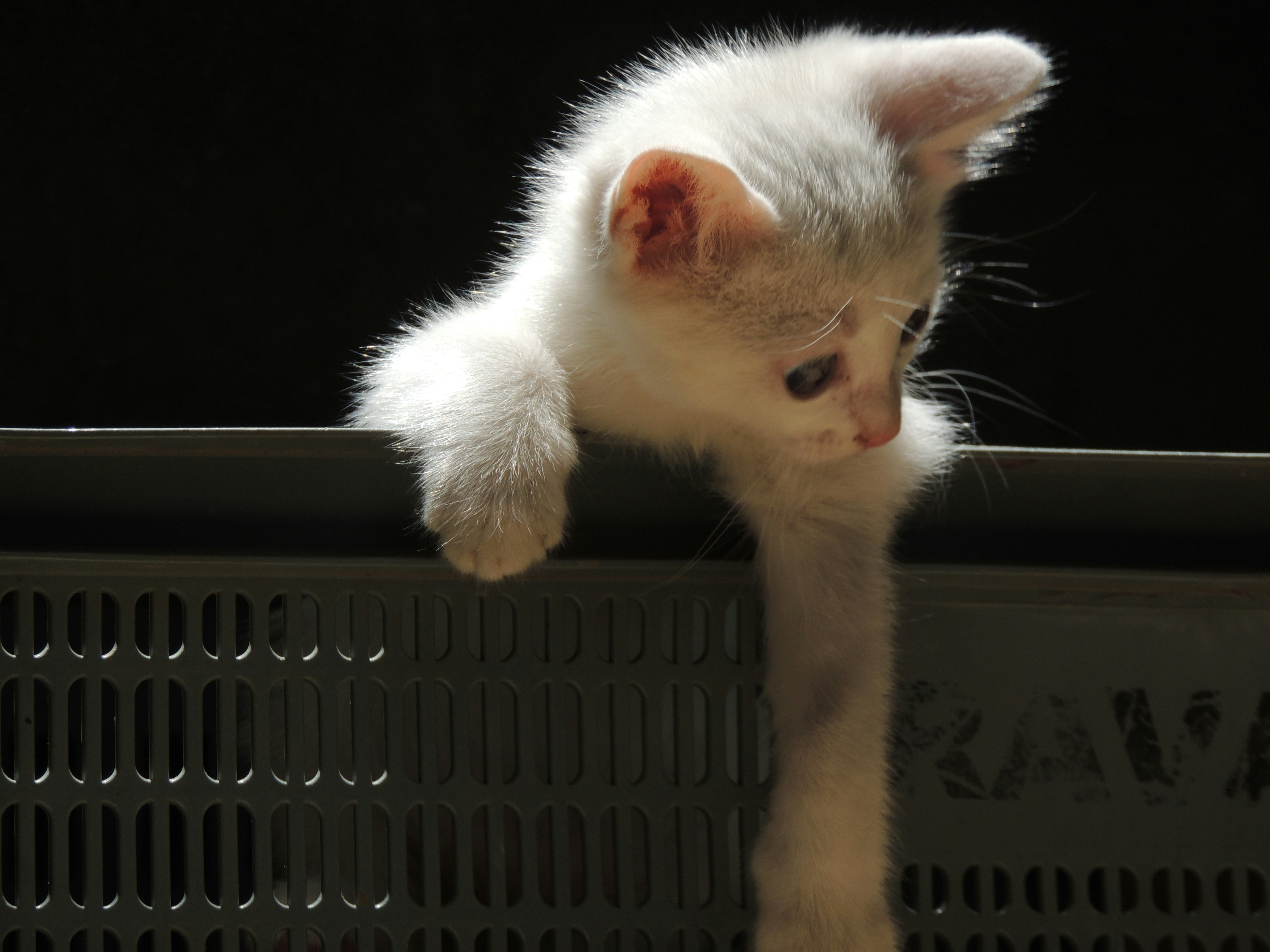 Curious White Kitten Hanging Over a Vent