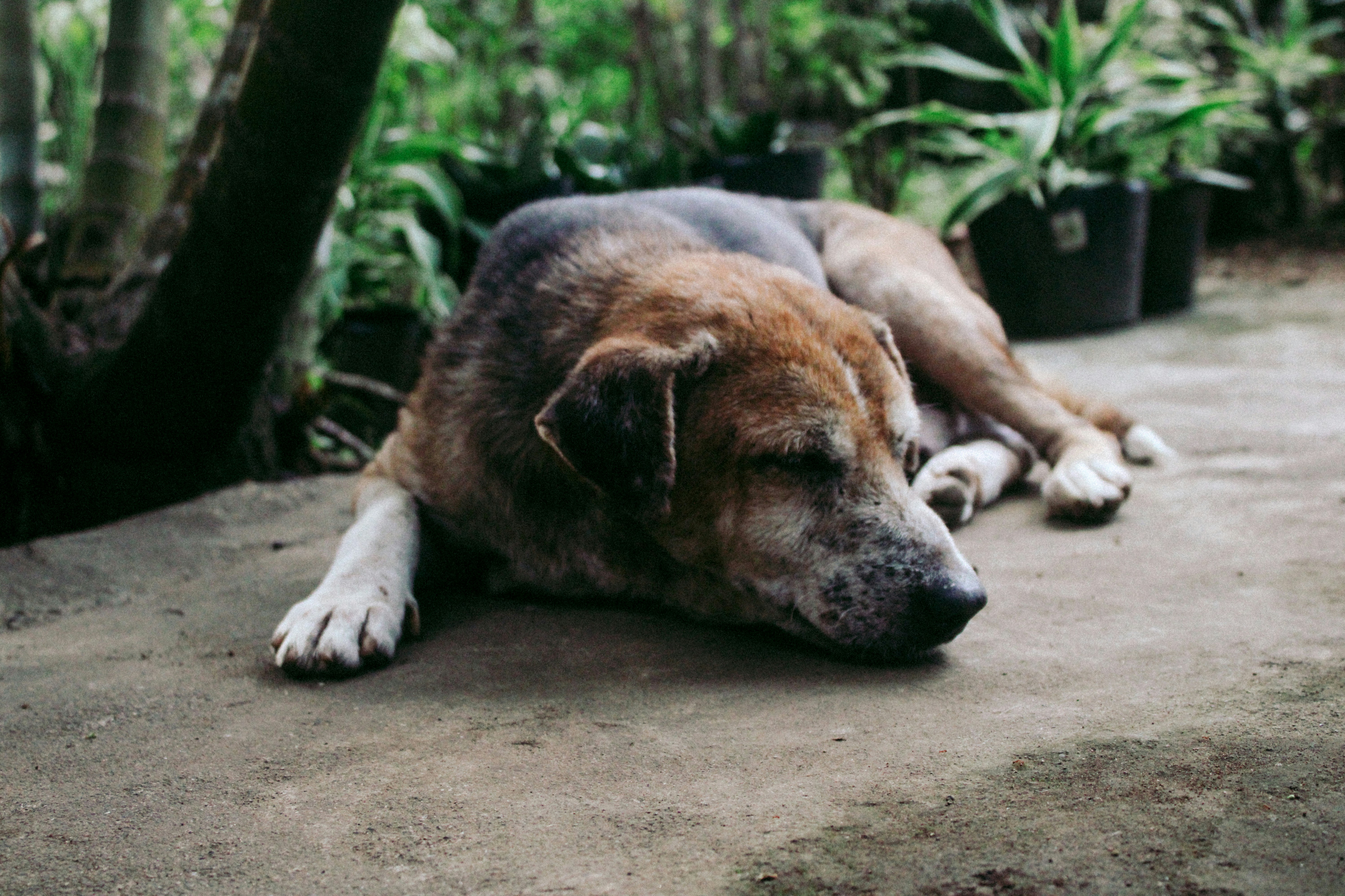 Shaded Rest: A Drowsy Hound Reclines on a Plant-Speckled Patio