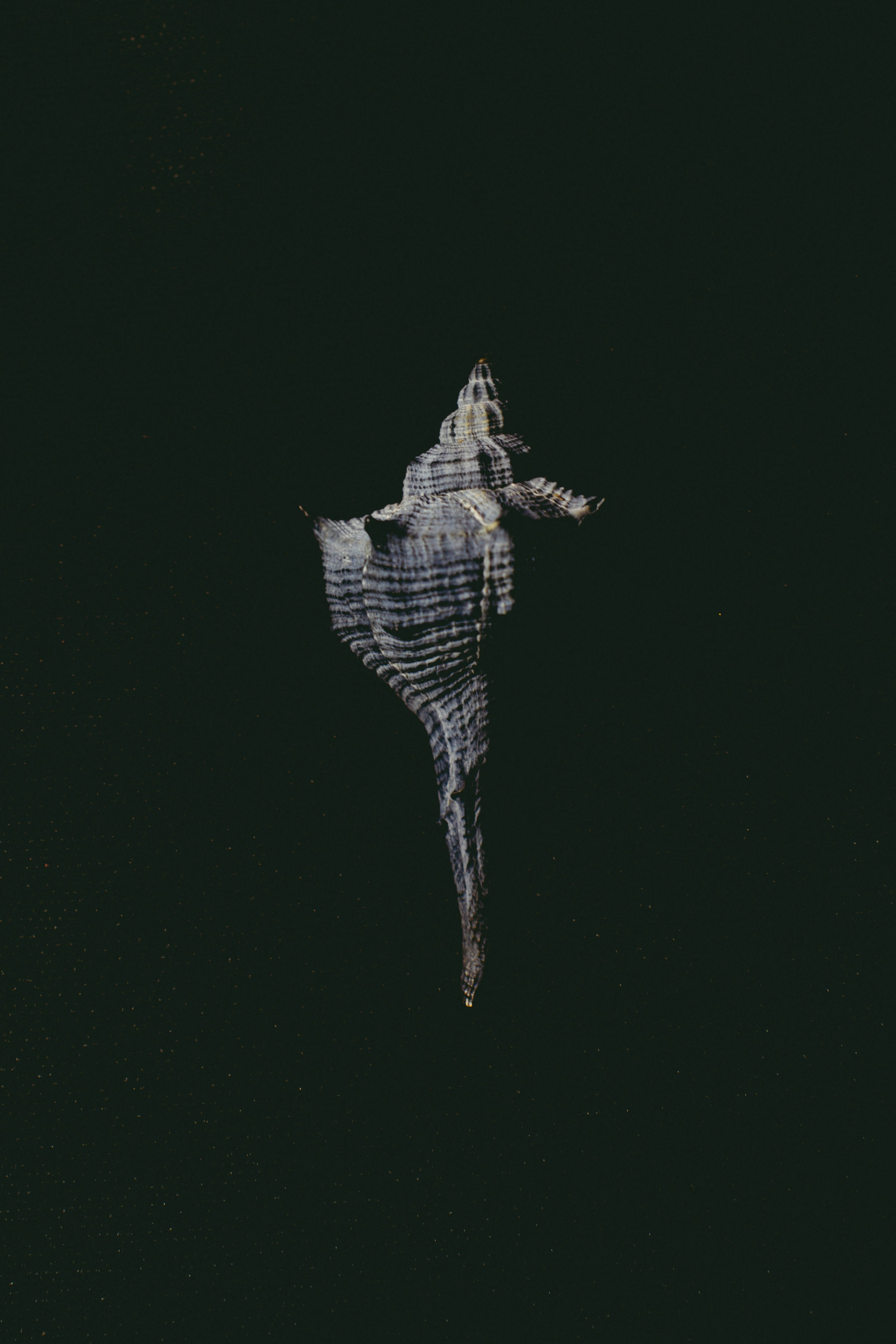 Ghostly Swirl: A Ripple of Light on Dark Water