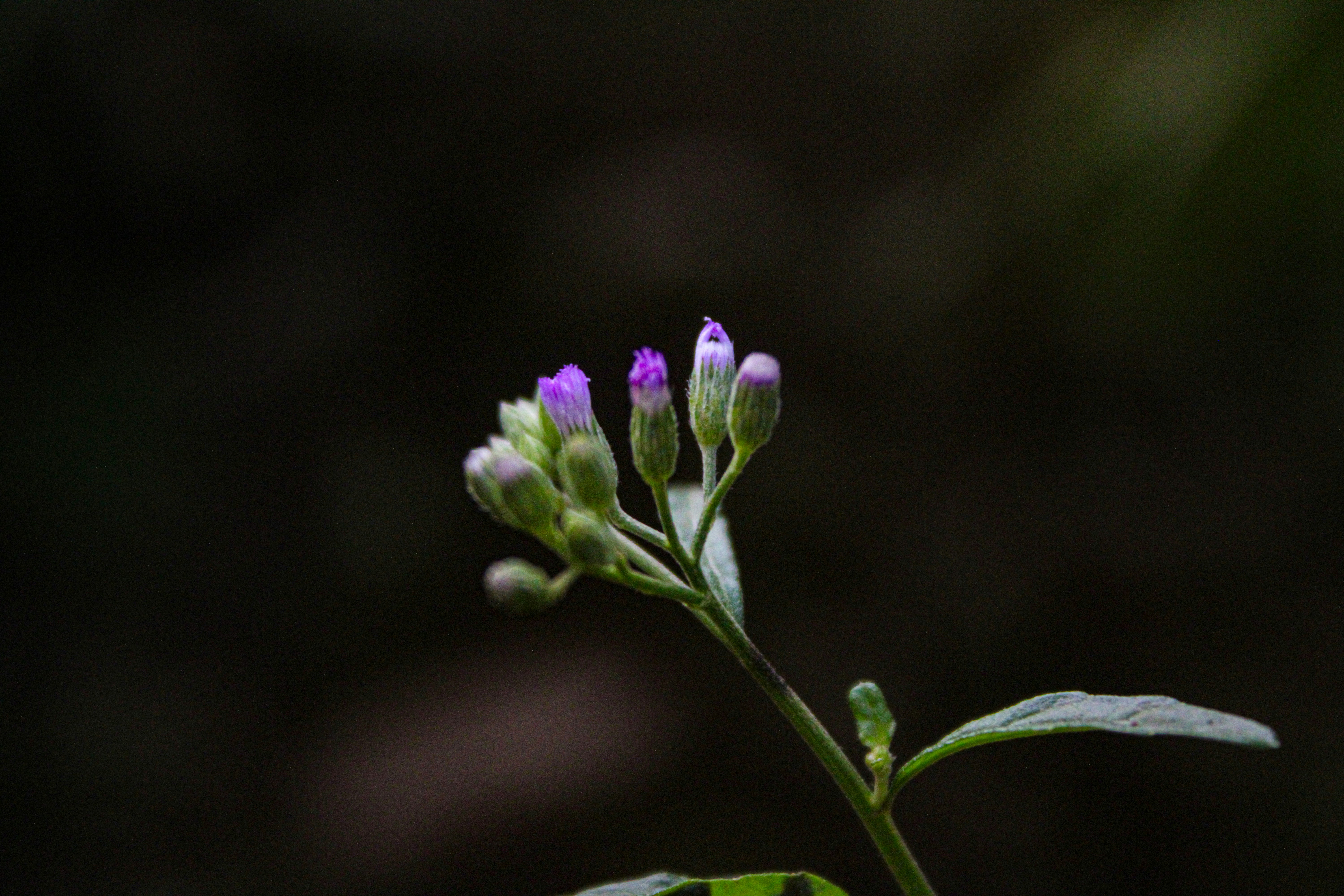 Whispers of Violet Buds: A Close-Up on Delicate Growth