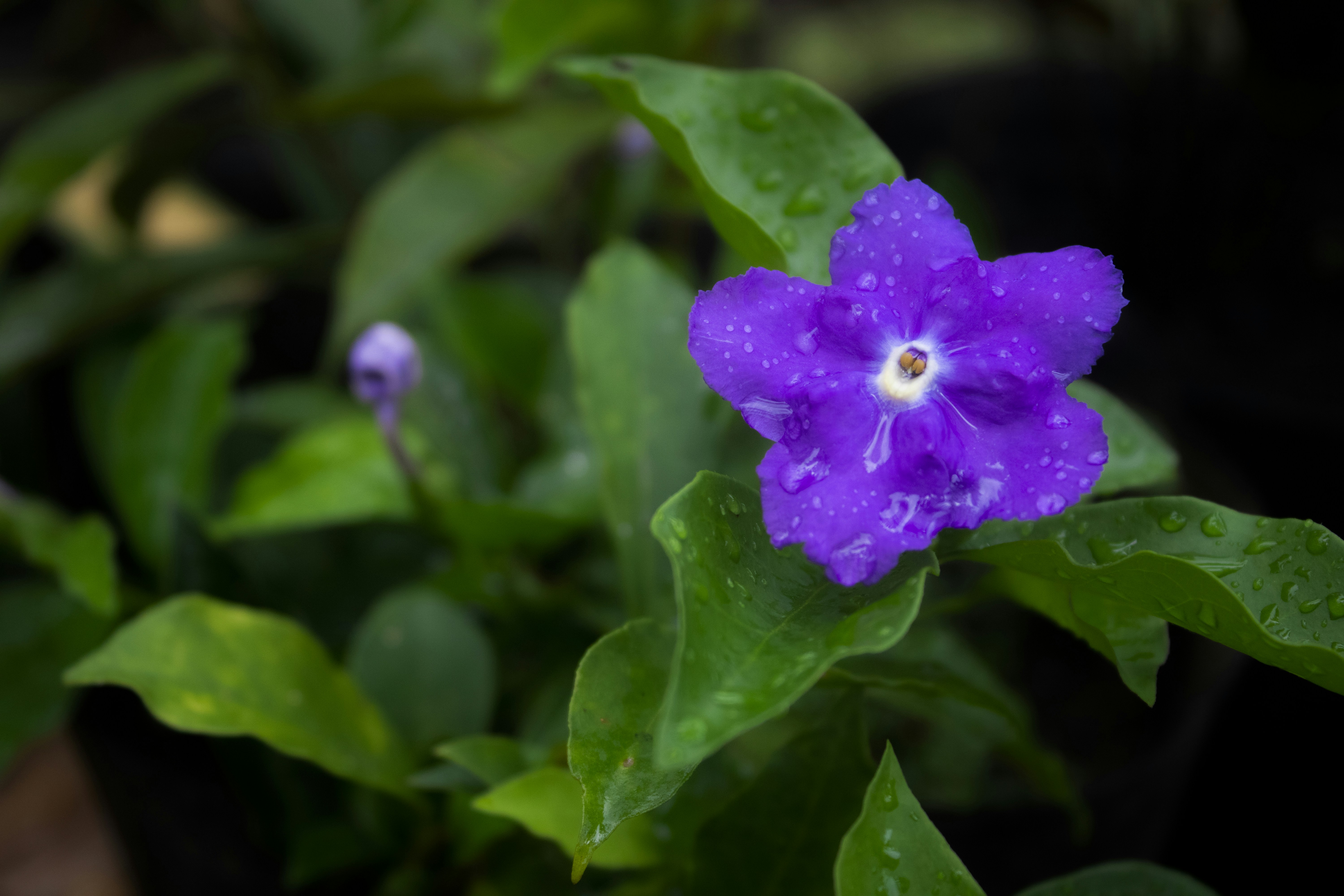 Purple blossom banner: a dew-kissed bloom amid emerald leaves