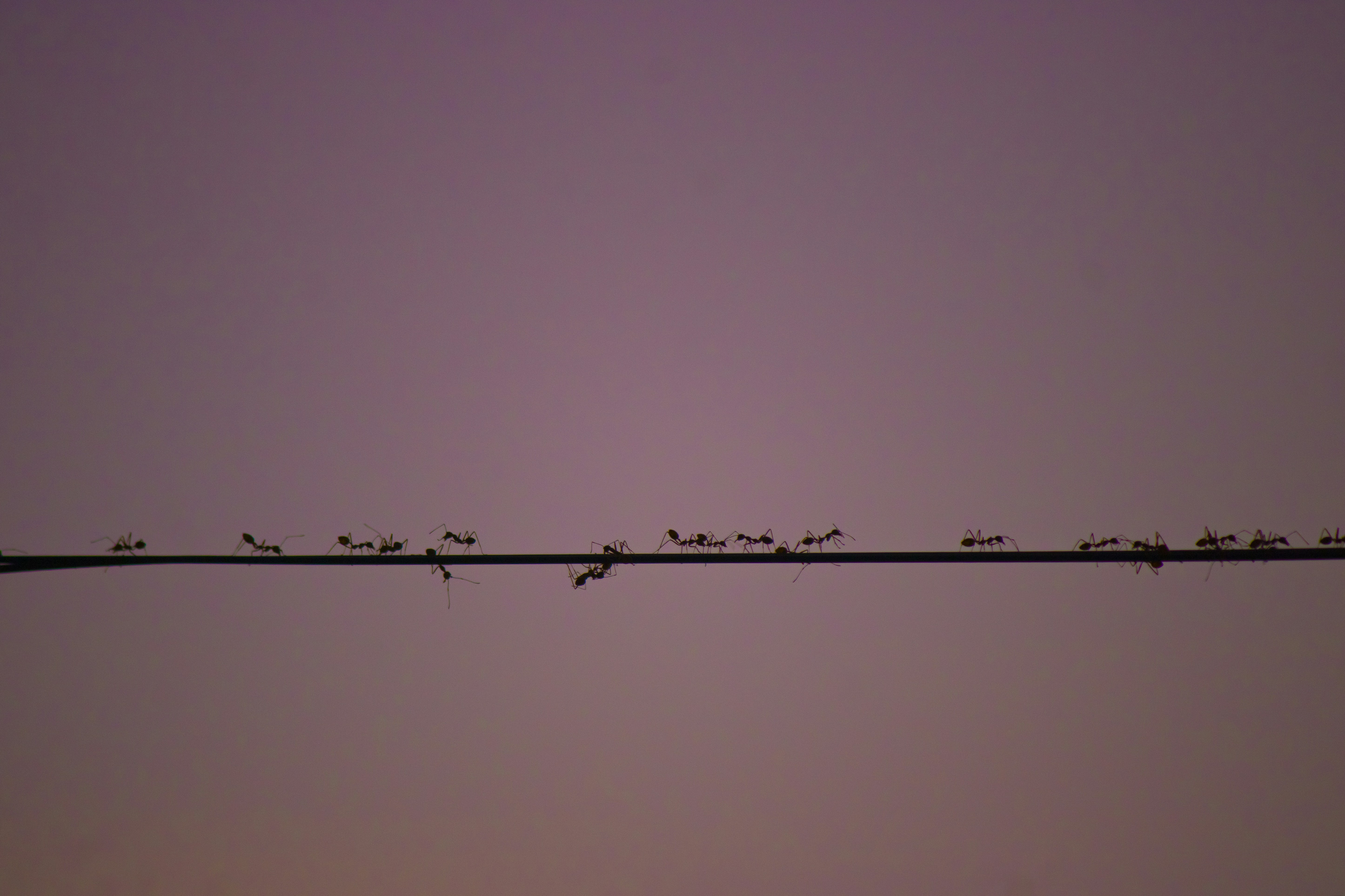 A Slim Horizon Line: Tiny Birds on a Telephoto Thread