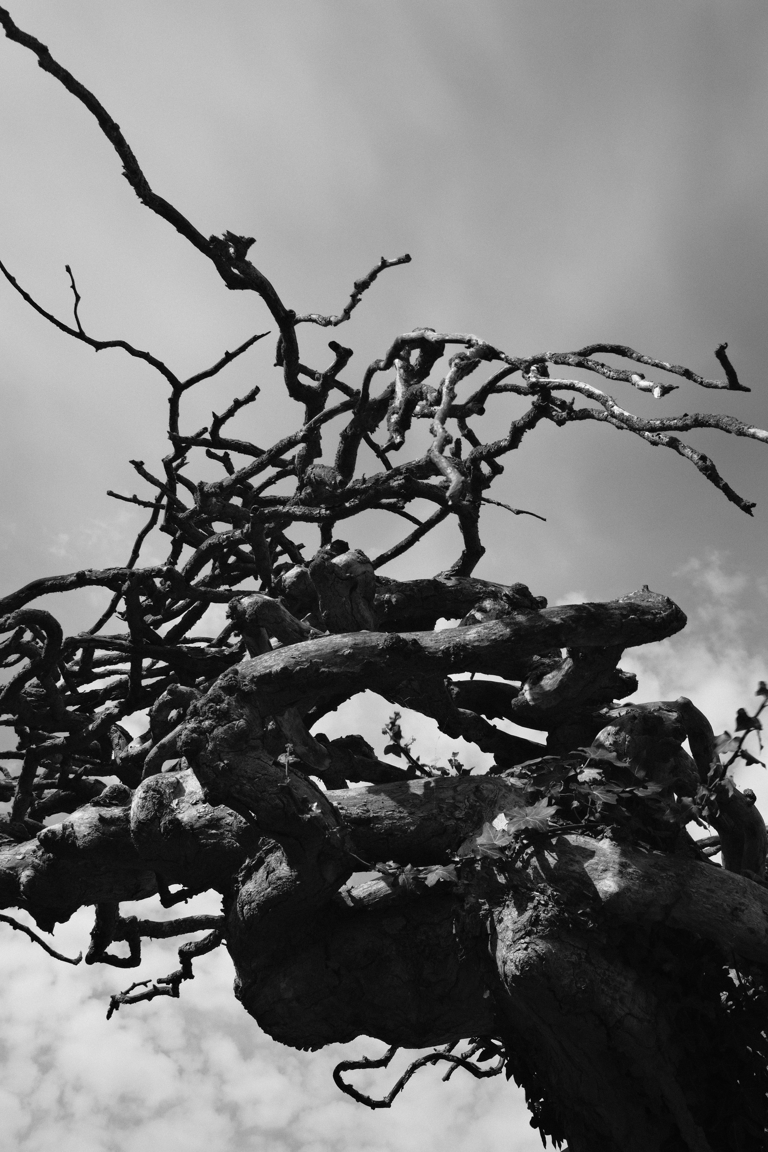 Arboreal Nebula: A Gnarled Lifeline Reaching Toward the Sky